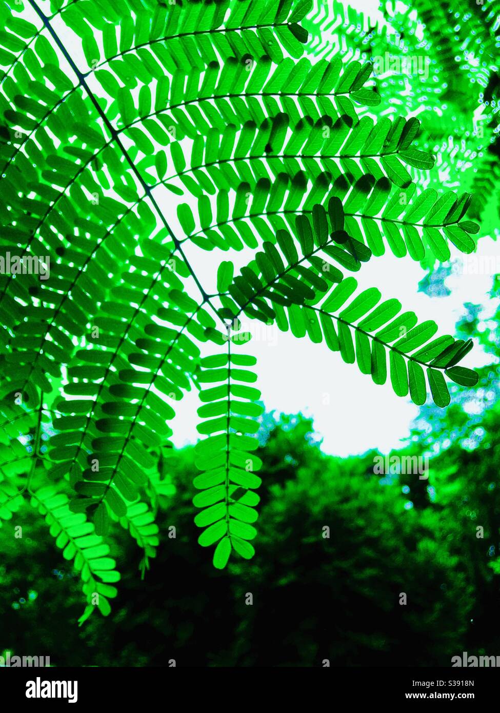 Green moody hi-res stock photography and images - Alamy