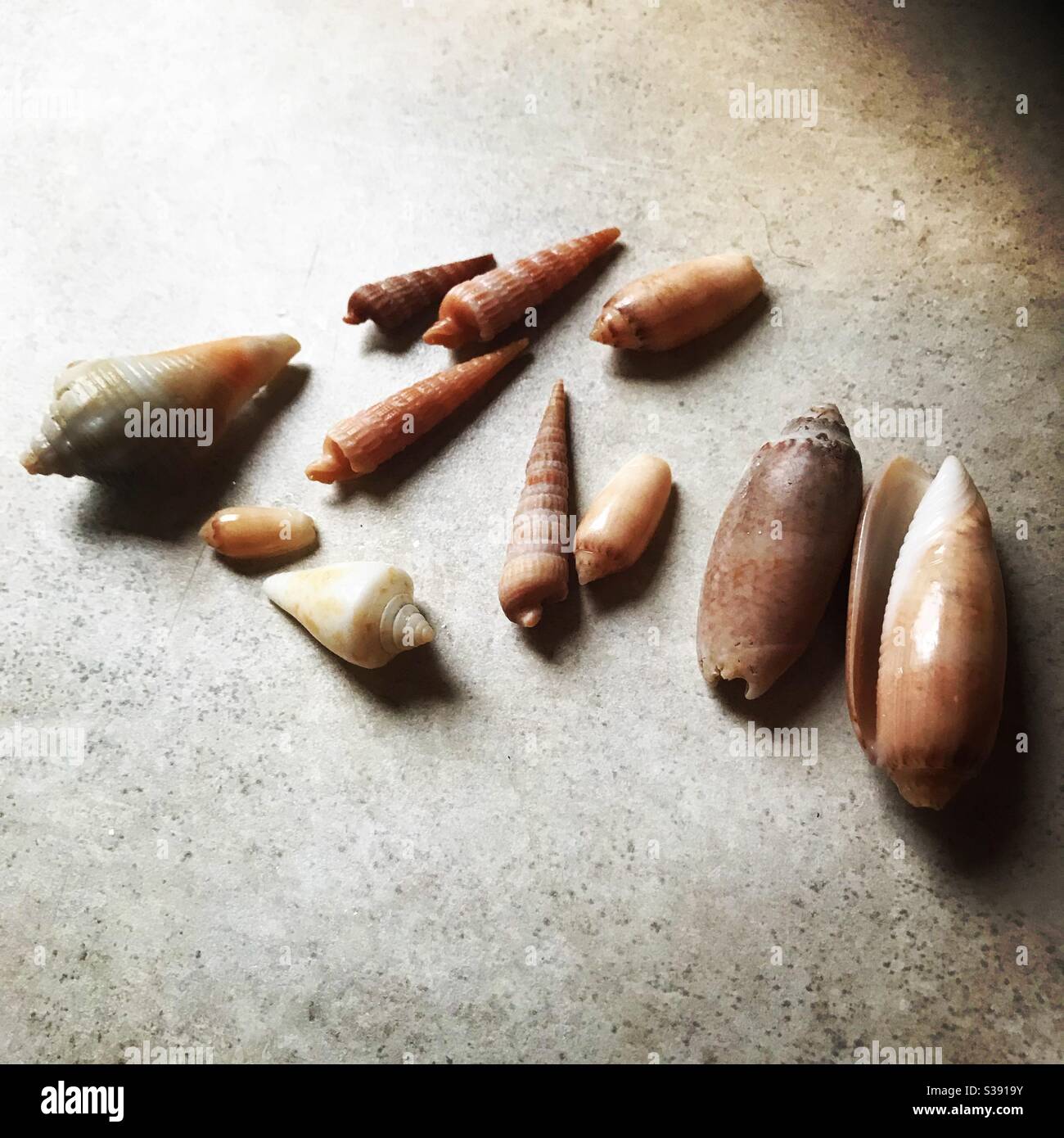 Cone Shells High Resolution Stock Photography and Images - Alamy