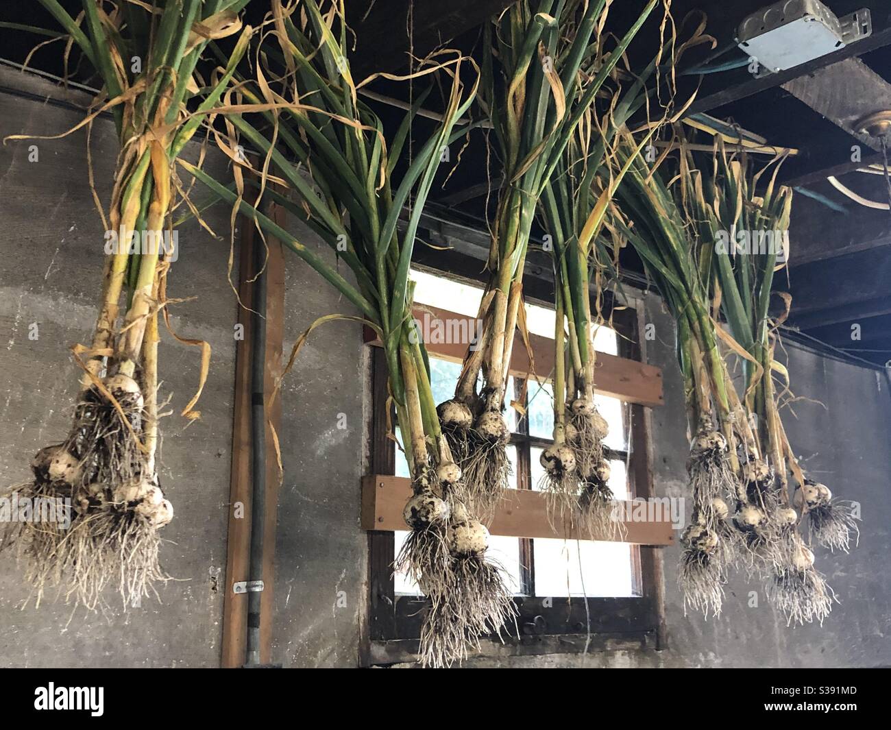 Hanging Garlic High Resolution Stock Photography and Images - Alamy