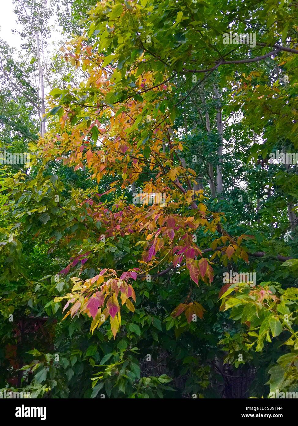 Canada box elder hi-res stock photography and images - Alamy