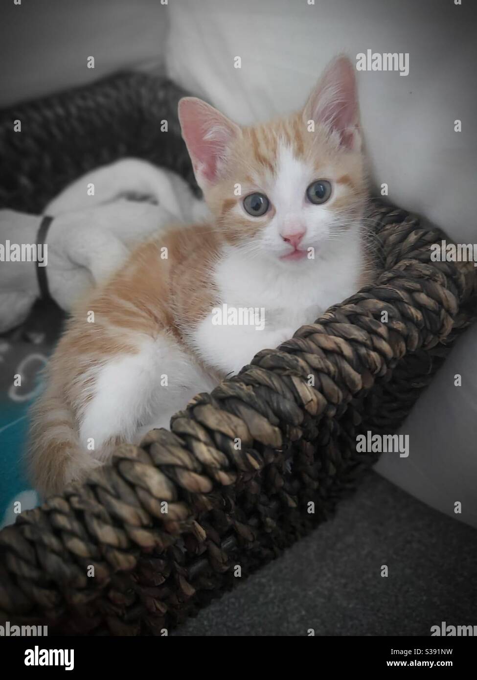 8 week old kitten hi-res stock photography and images - Alamy