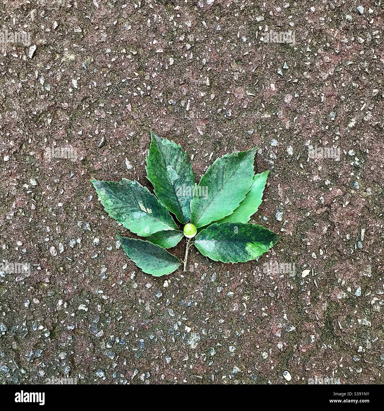 Acorn shape hi-res stock photography and images - Alamy