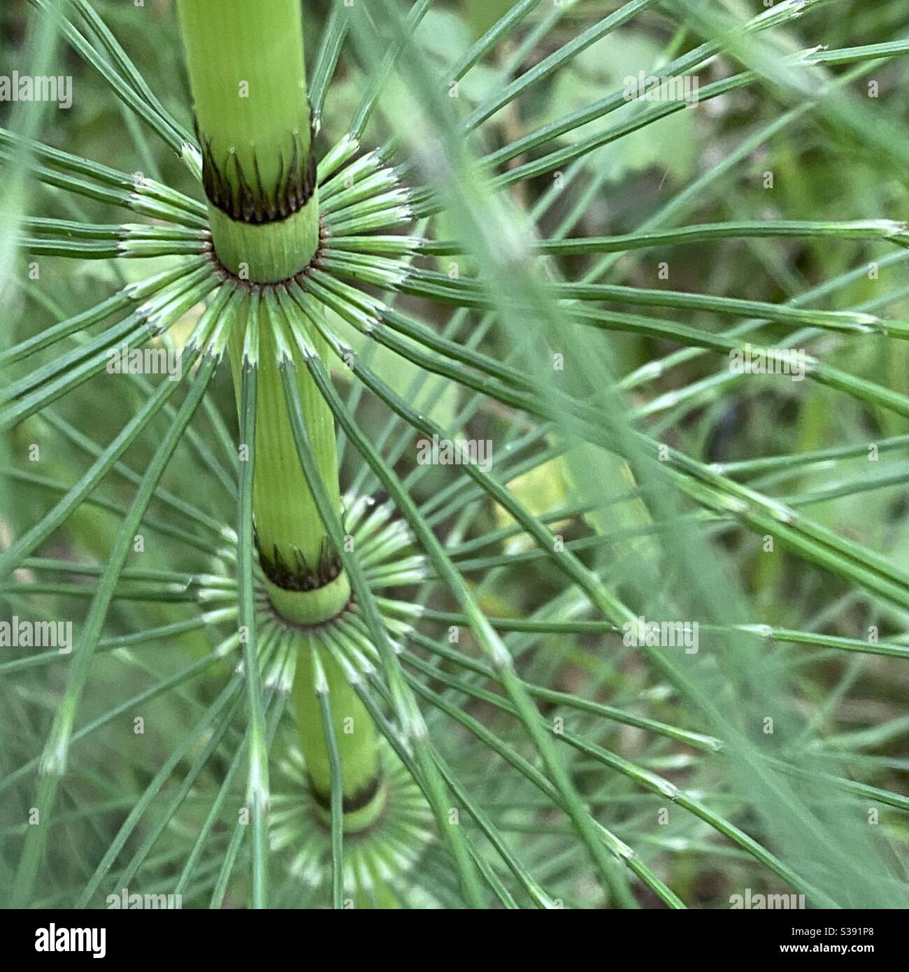 Horsetails hi-res stock photography and images - Alamy