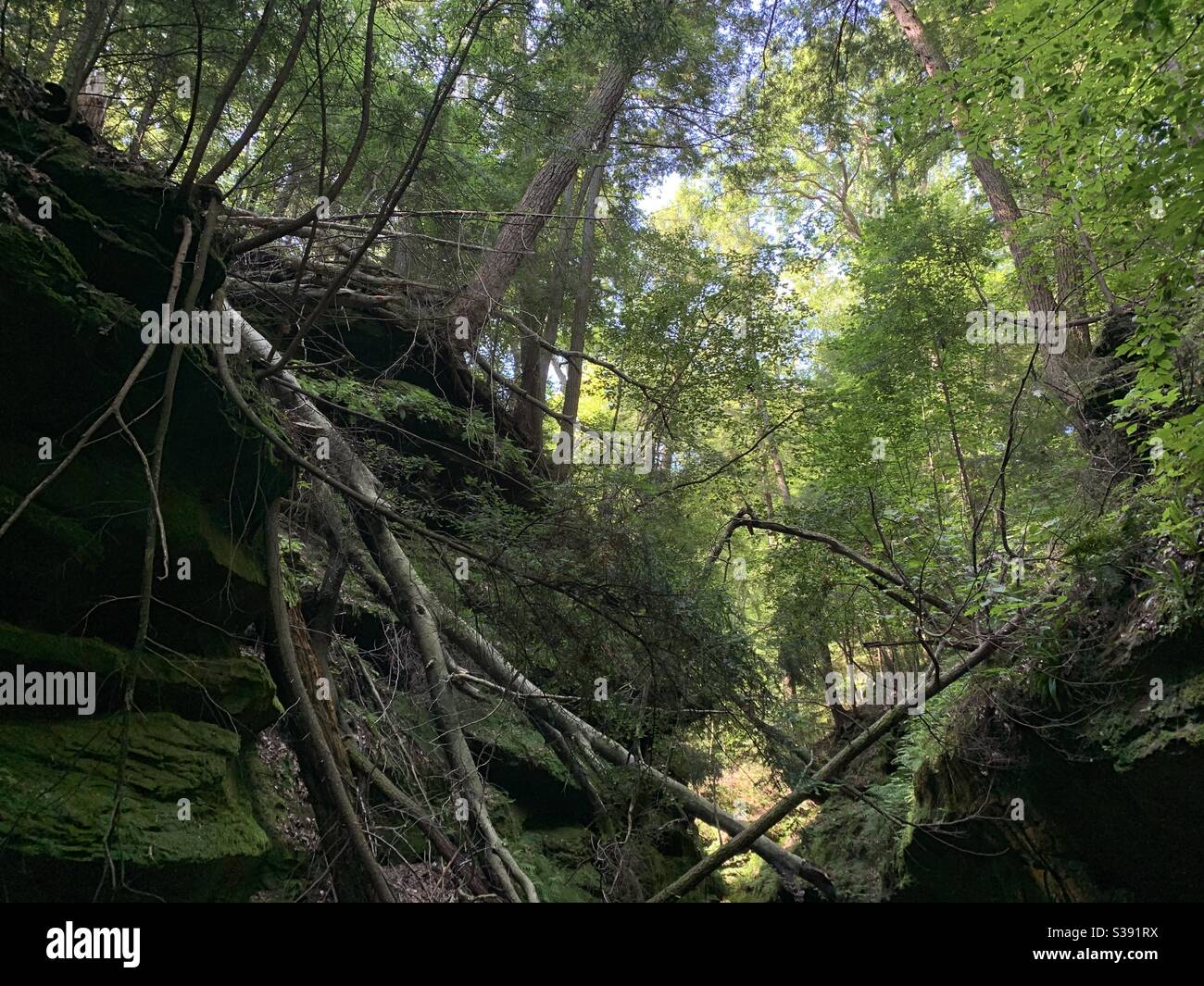 Fallen trees lay silent in forest canyon Stock Photo - Alamy