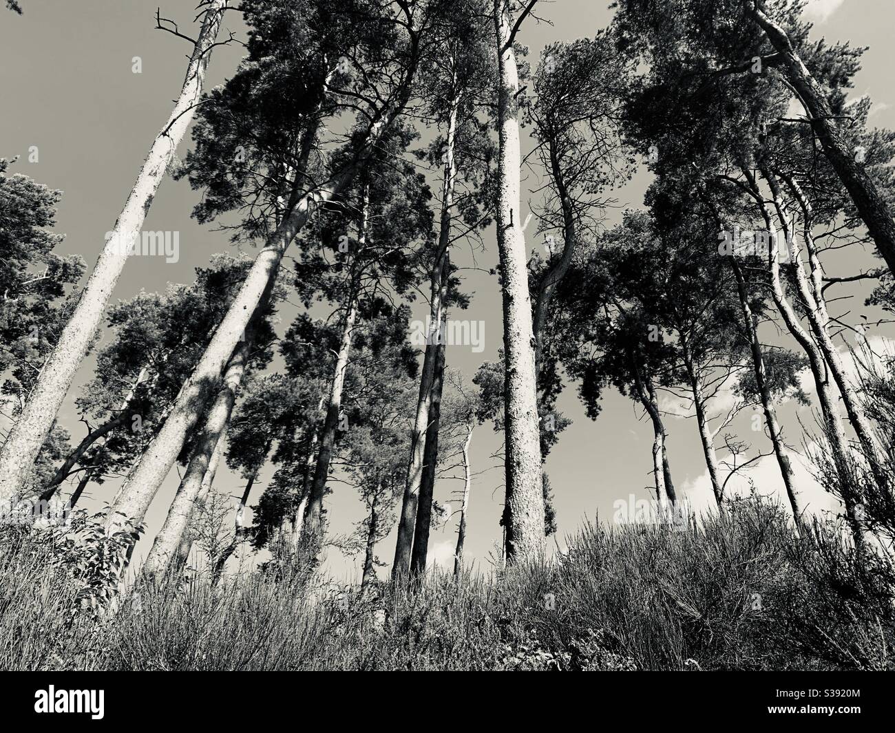 Grey scale hi-res stock photography and images - Alamy