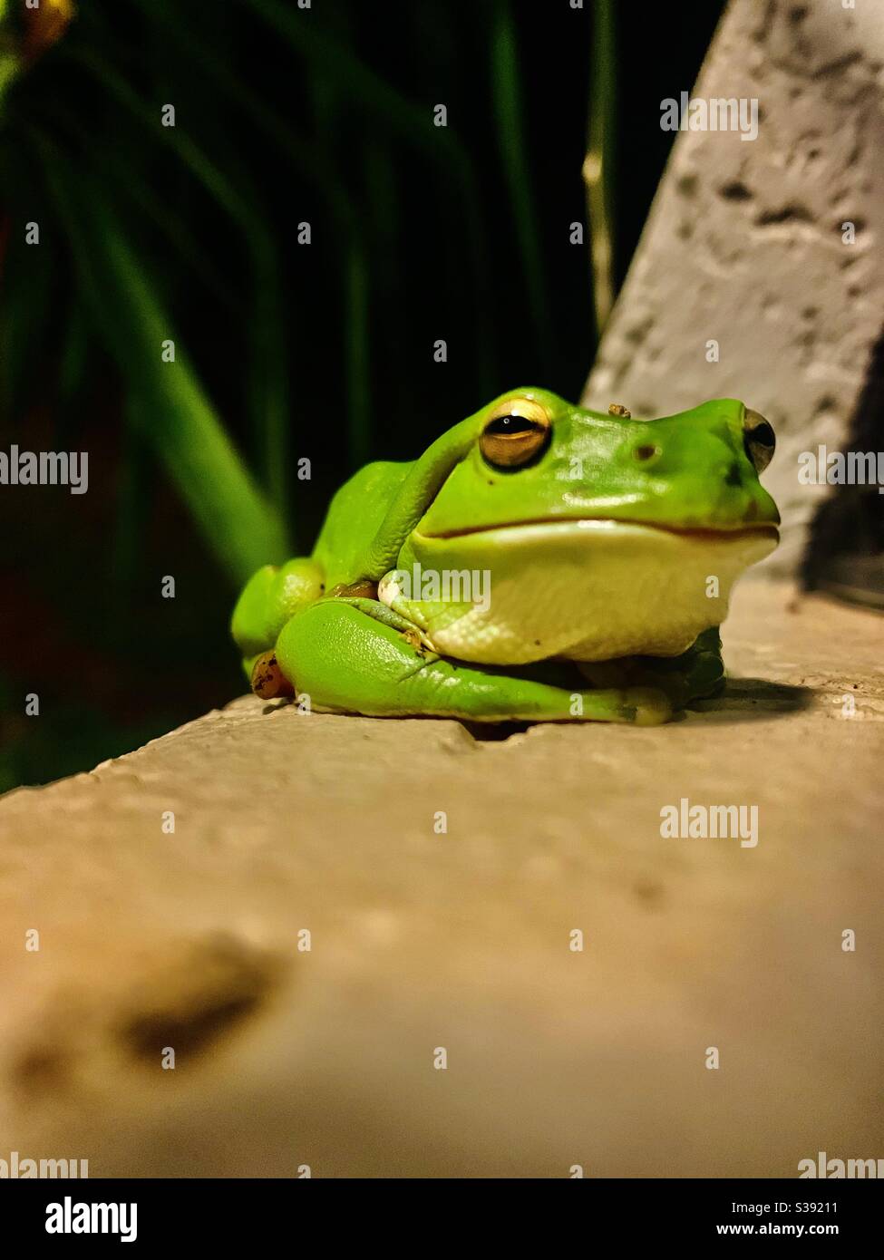 Australian native frog hi-res stock photography and images - Alamy