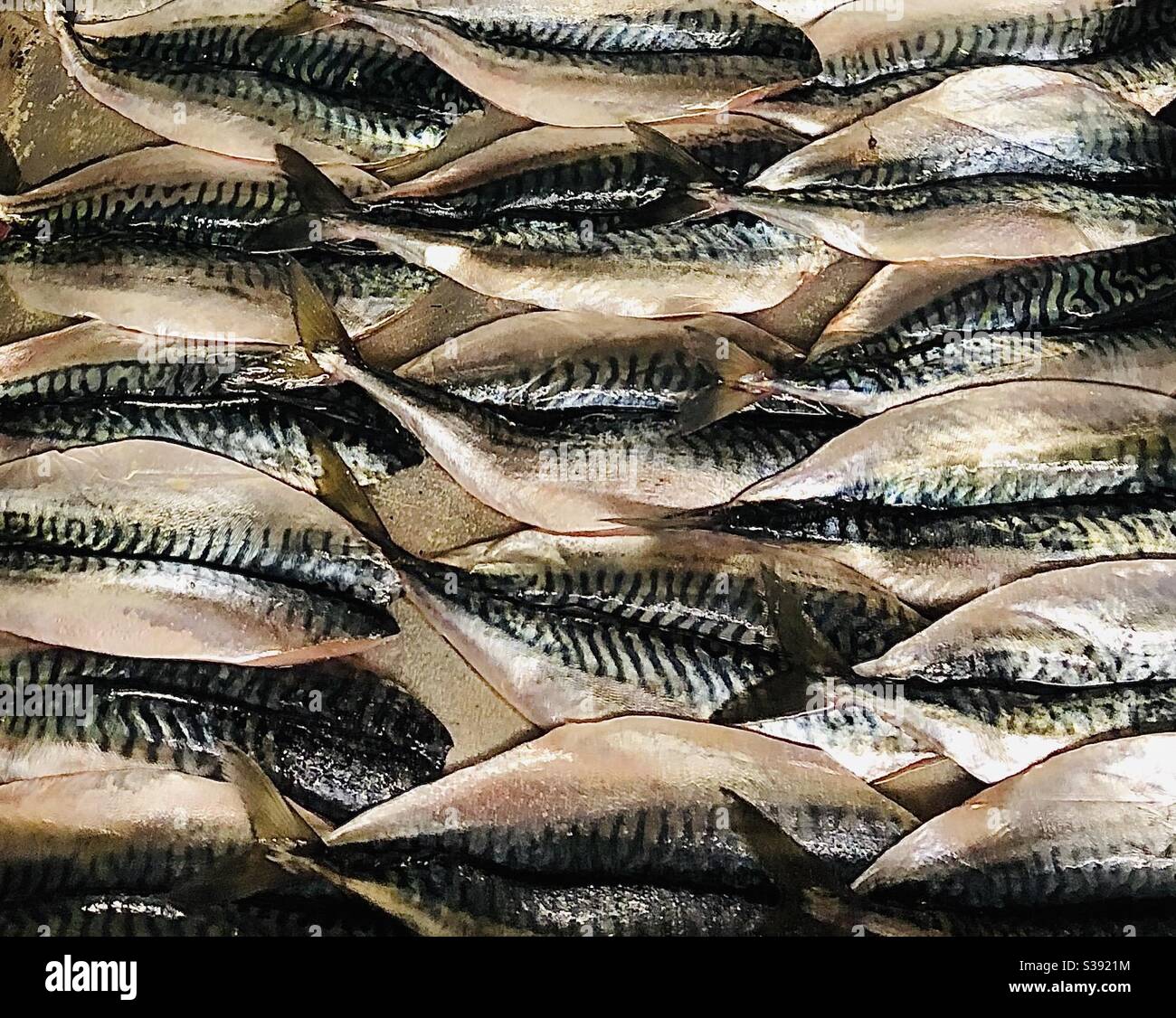 Fresh Mackerels / Frische Makrelen Stock Photo - Alamy