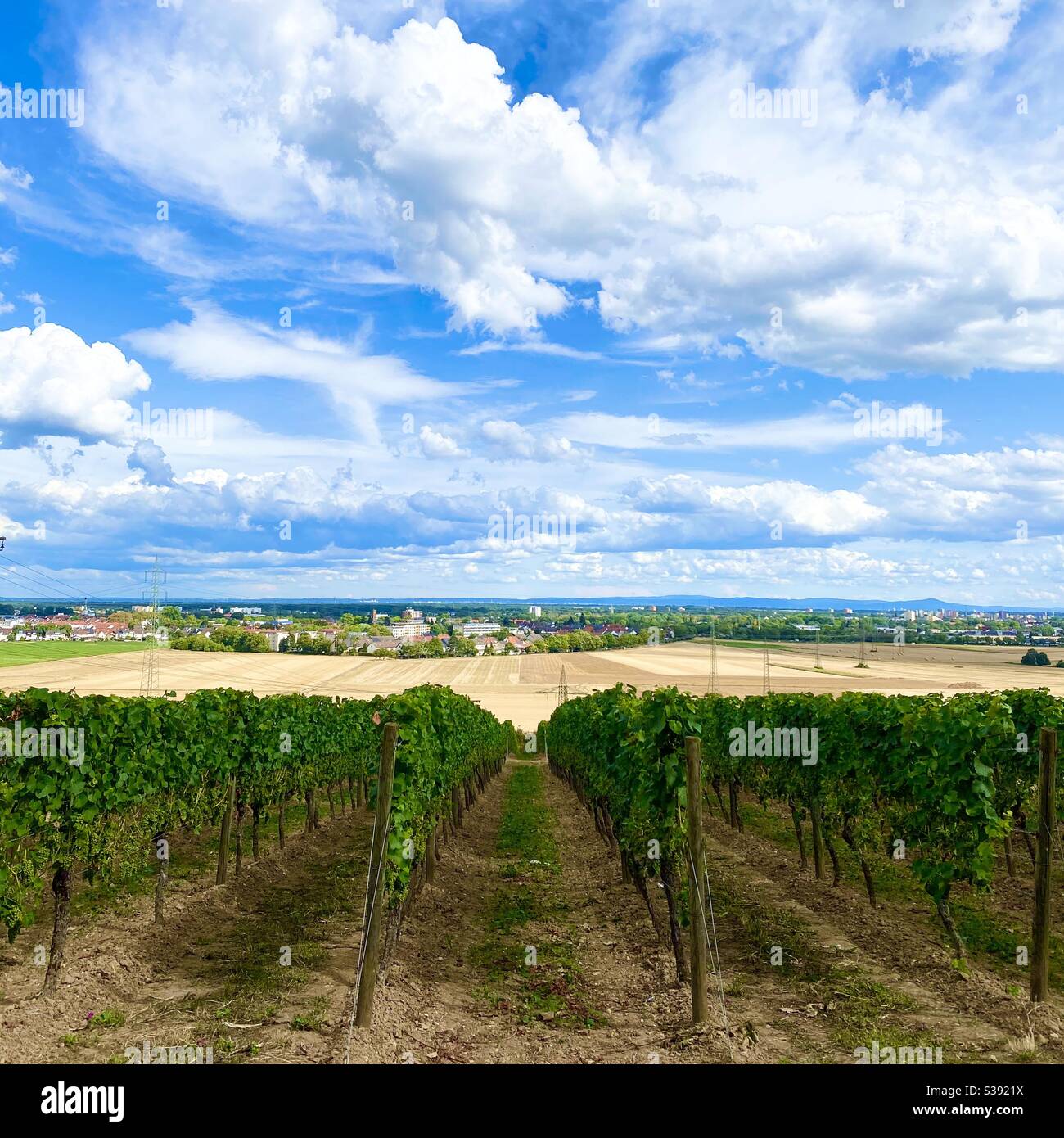 German vine hi-res stock photography and images - Alamy