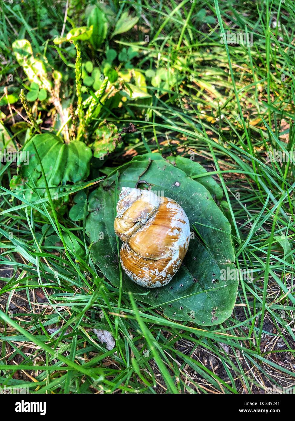 An abandoned shell laying on a leaf Stock Photo - Alamy