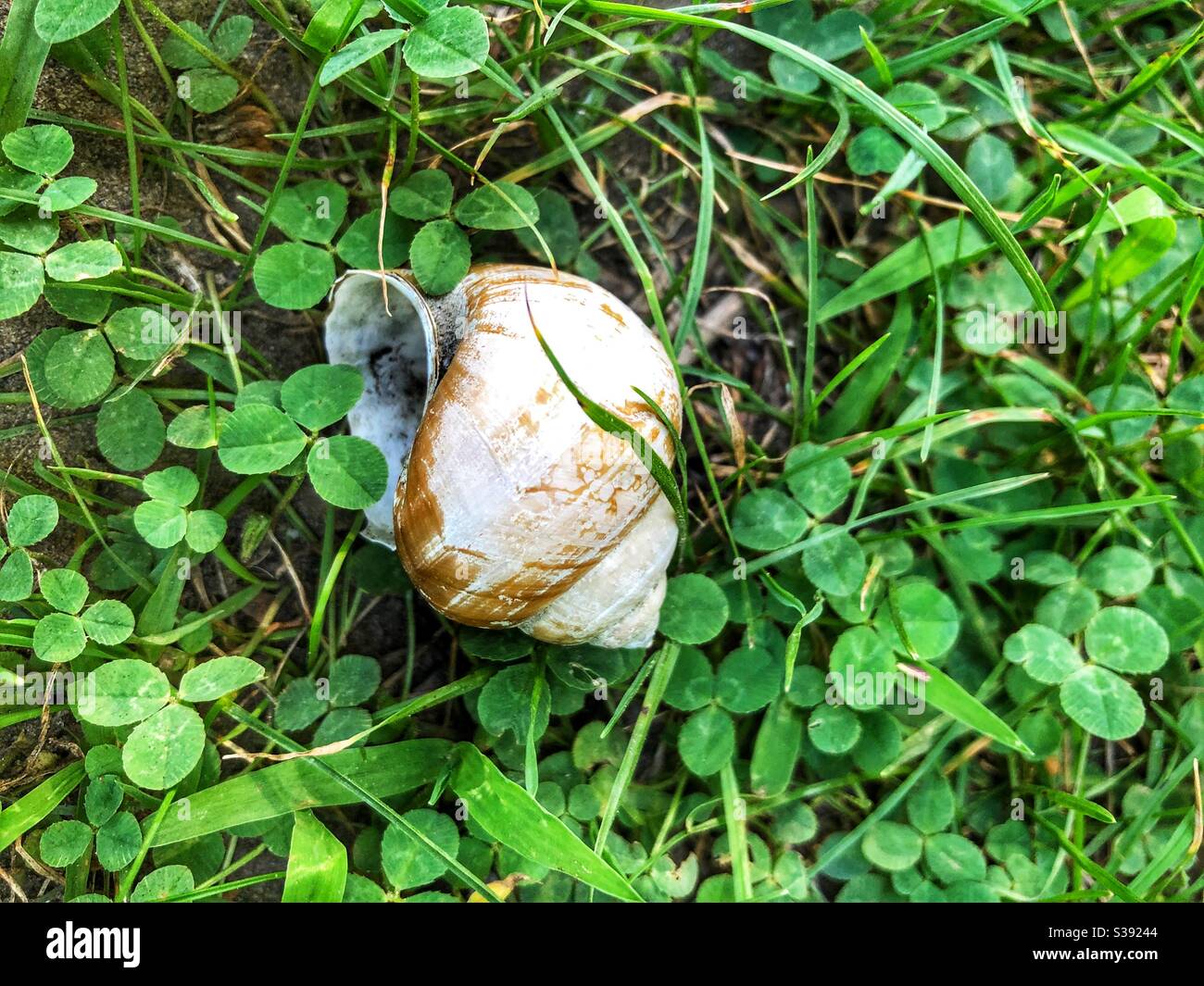An abandoned shell laying on the grass Stock Photo - Alamy
