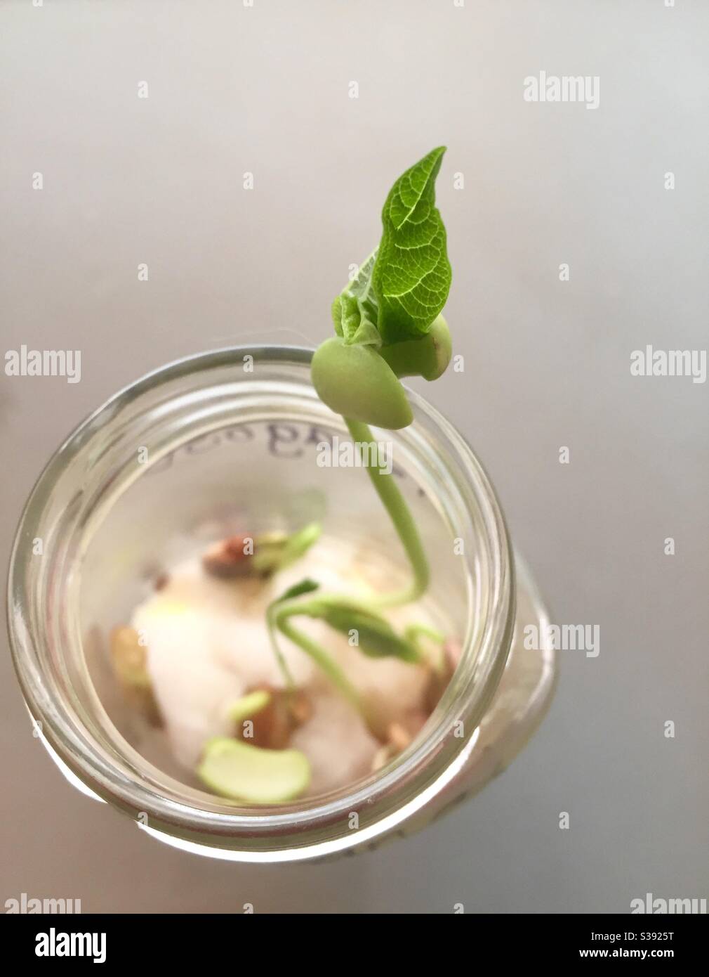 Sprouted plant hi-res stock photography and images - Alamy