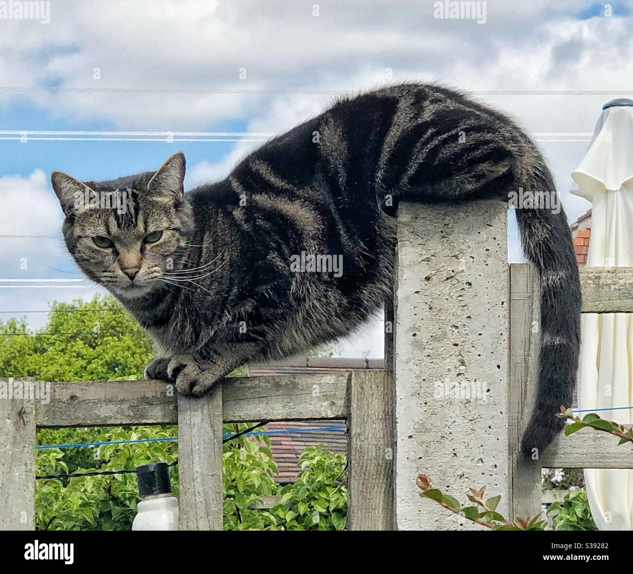 Cat Sitting Fence High Resolution Stock Photography and Images - Alamy