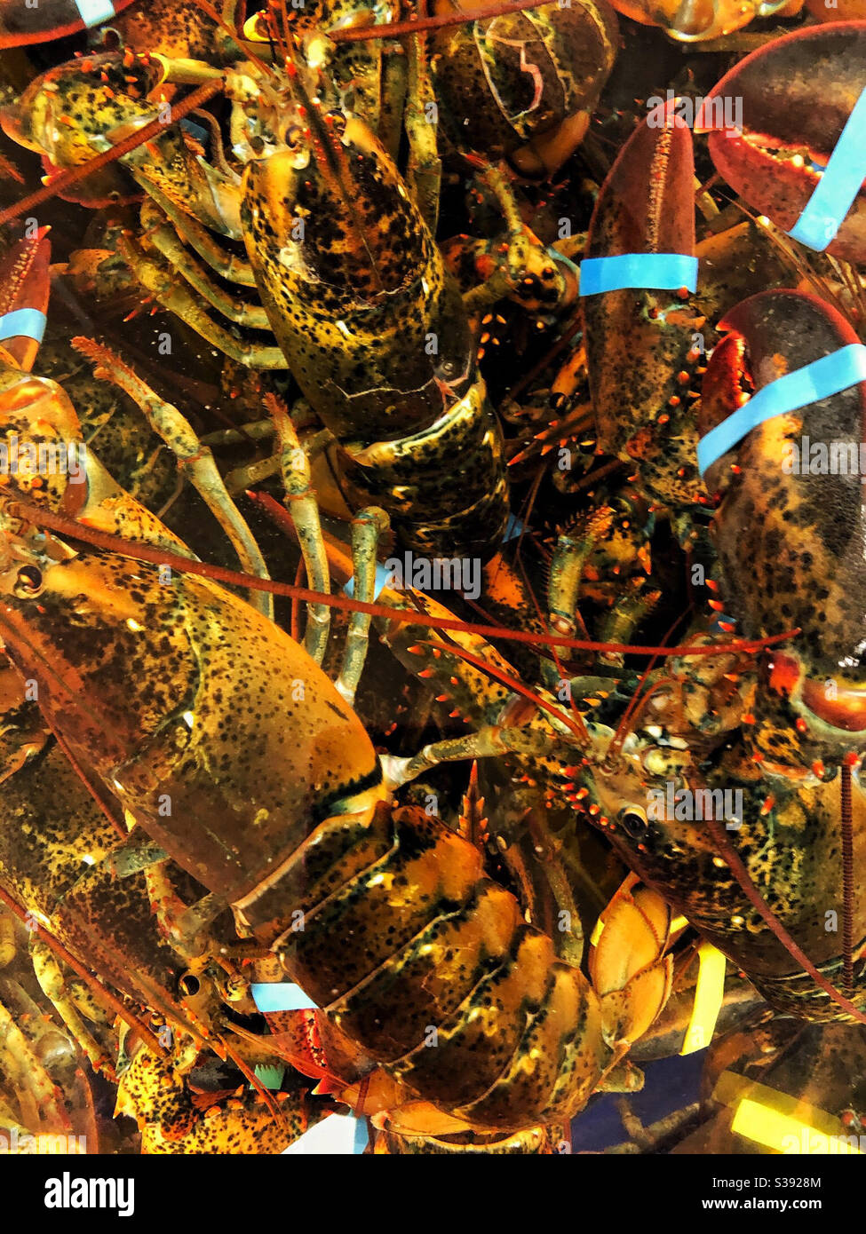 Live lobsters in water tank in store Stock Photo - Alamy