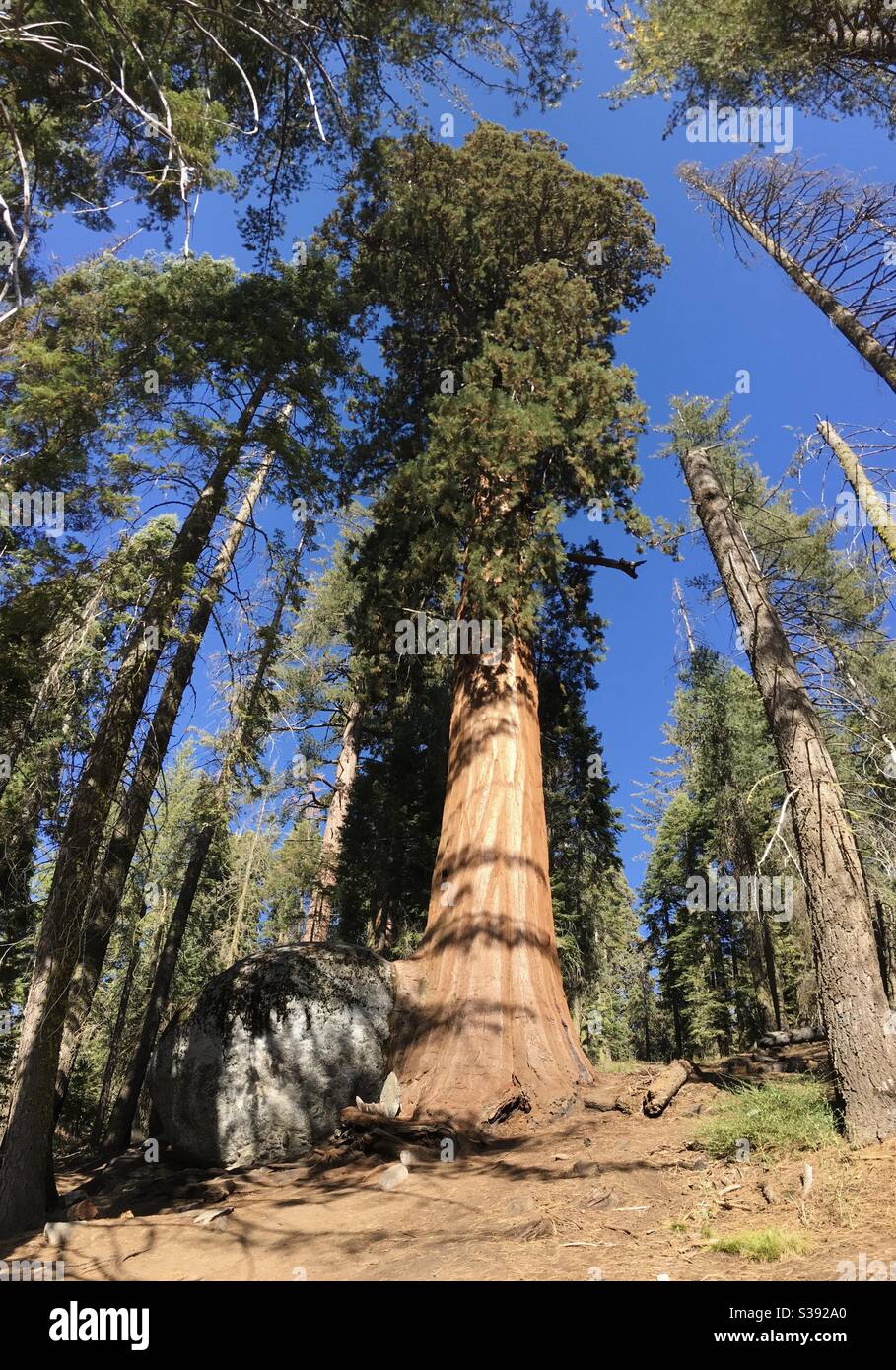 Big wood trees hi-res stock photography and images - Alamy