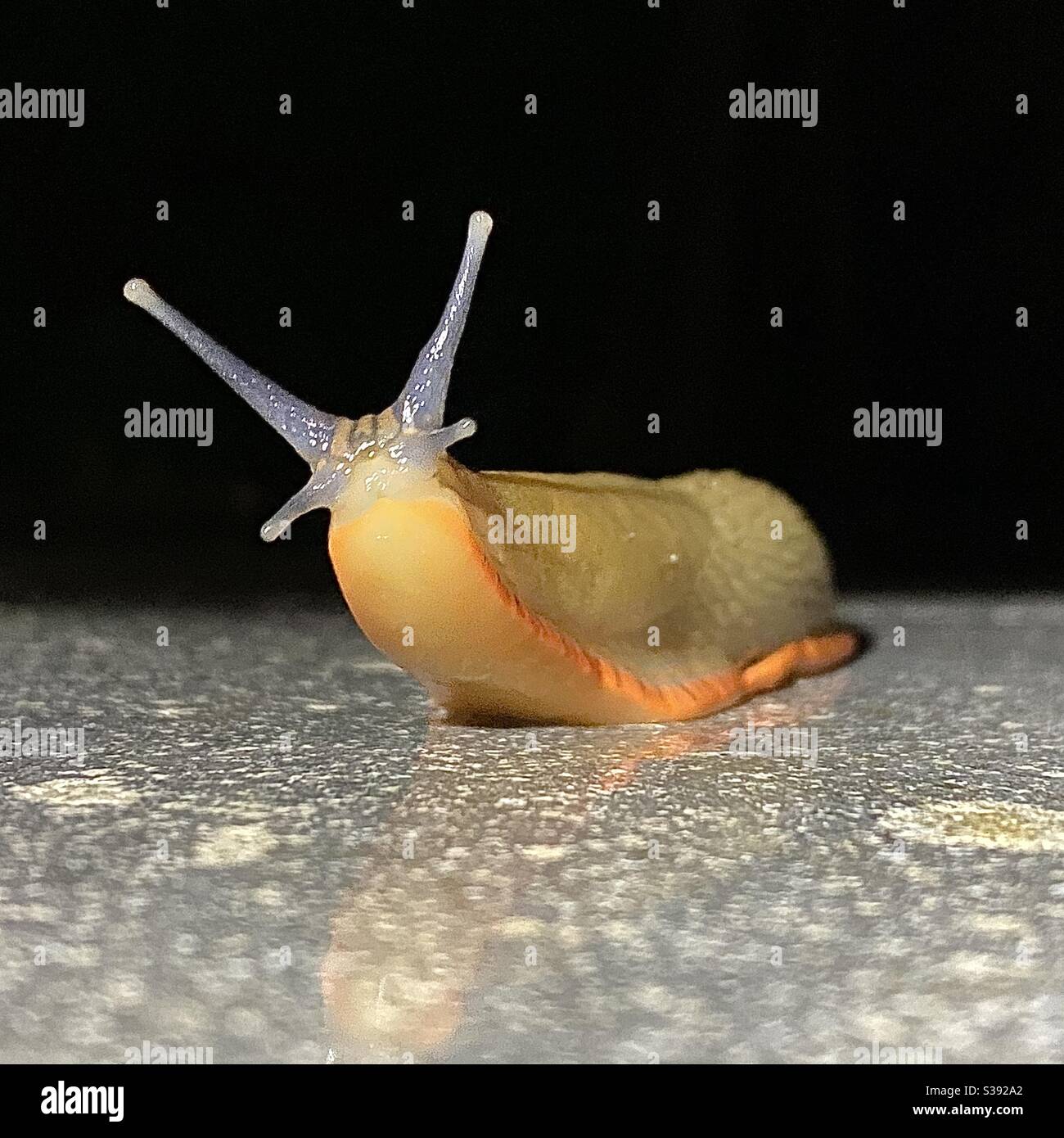 Slug pests hi-res stock photography and images - Alamy