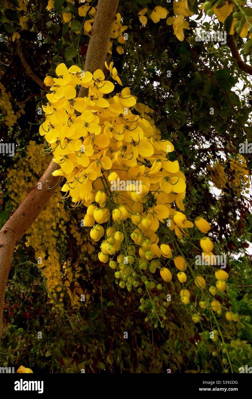 Gold flower branches hi-res stock photography and images - Alamy