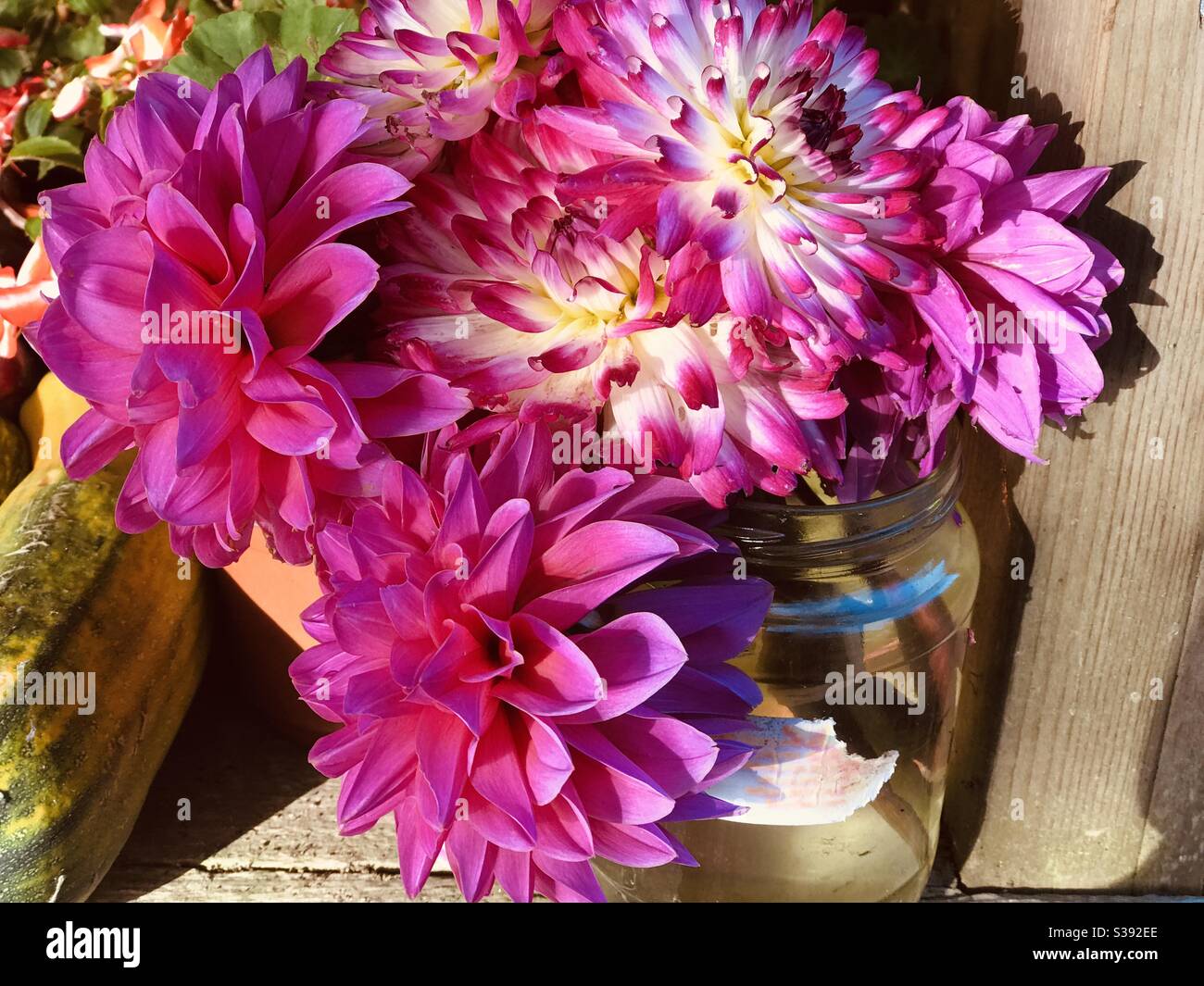 beautiful pink flowers Stock Photo - Alamy