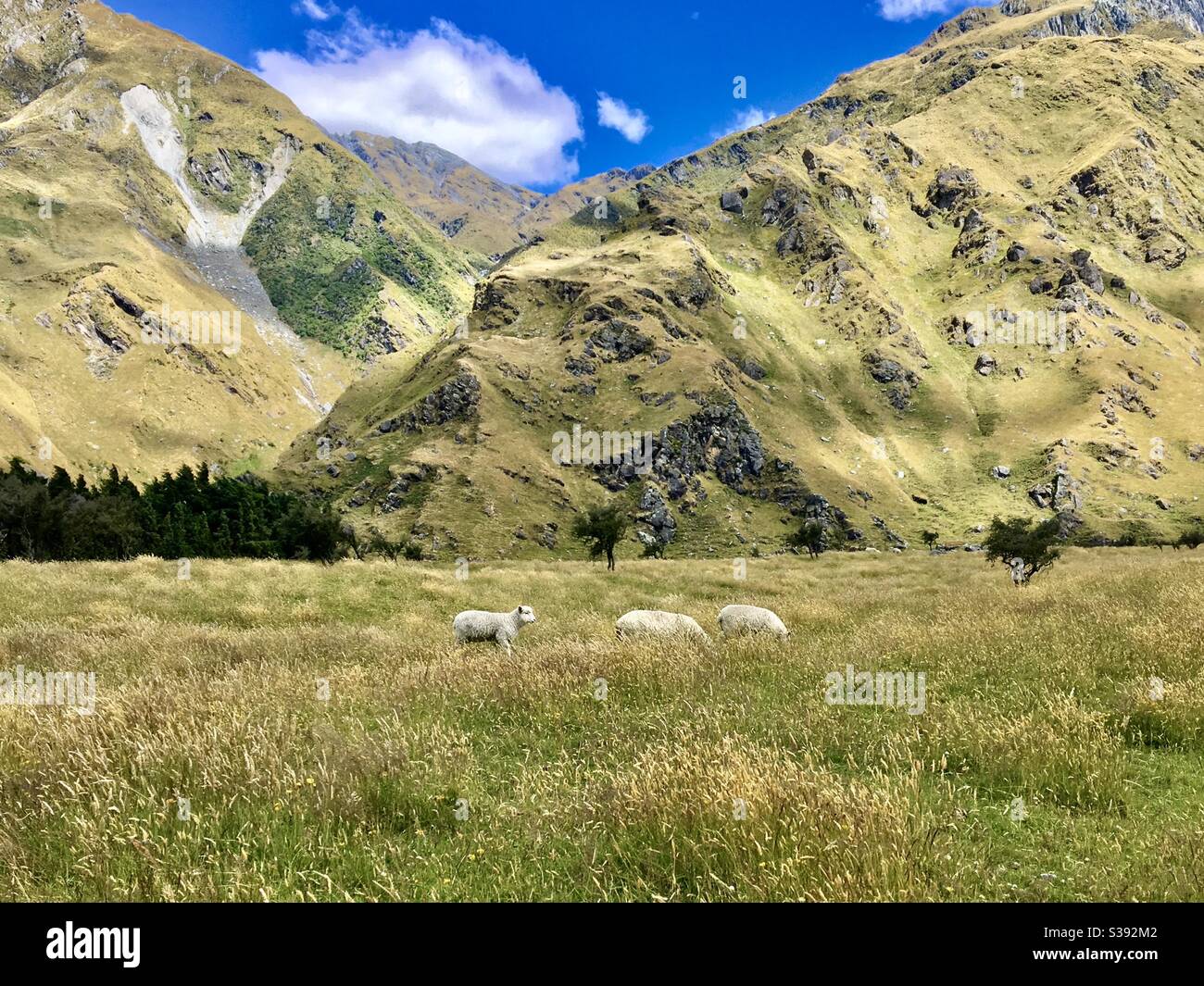 Rugged sheep hi-res stock photography and images - Alamy