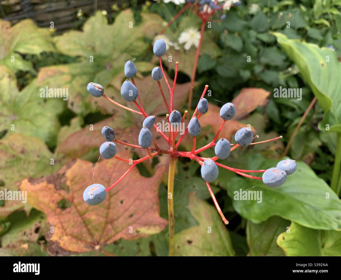 Stems of flowers hi-res stock photography and images - Alamy