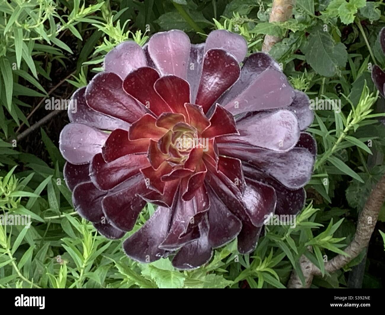 Purple red hi-res stock photography and images - Alamy