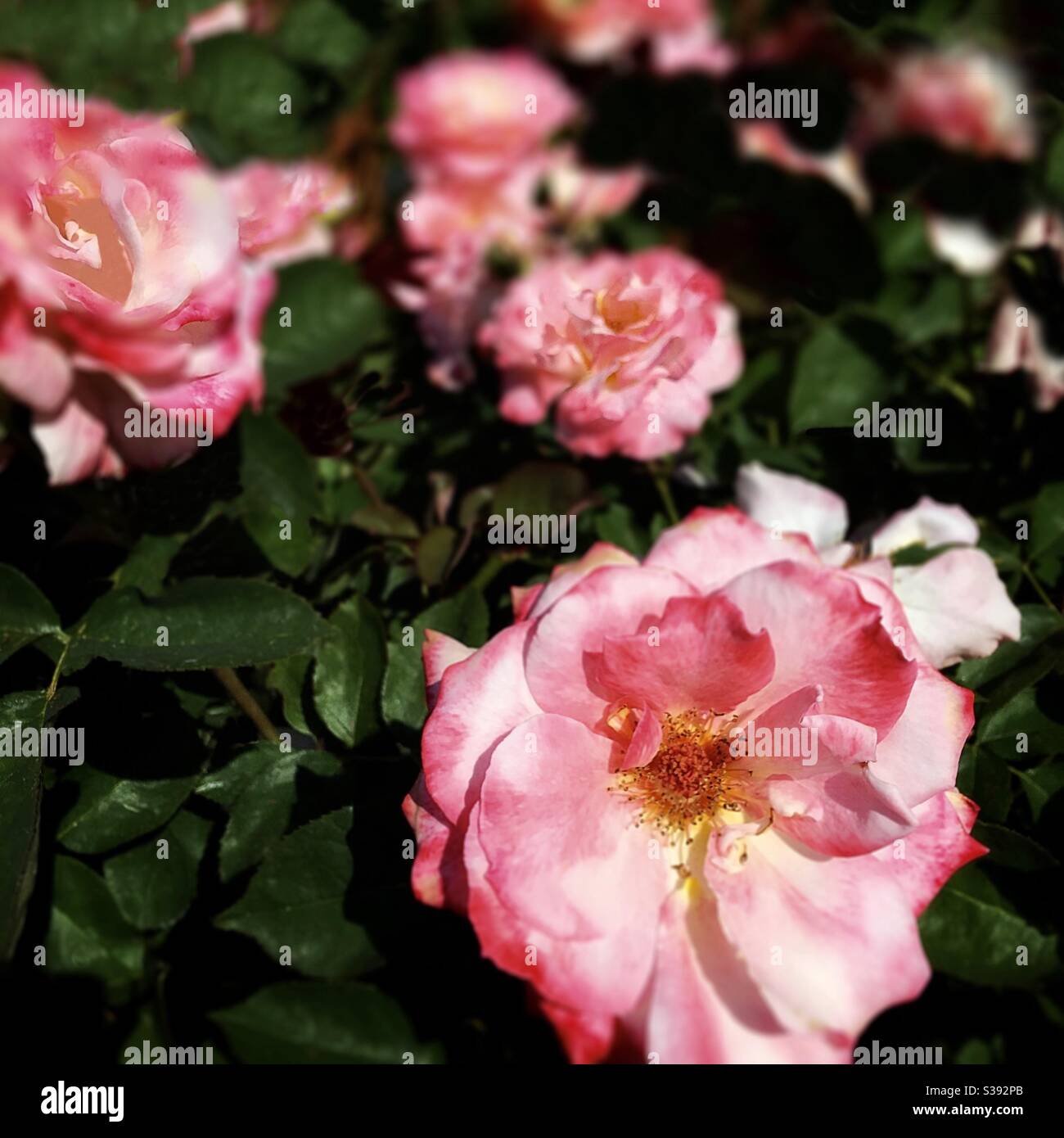 Final stage bloom hi-res stock photography and images - Alamy