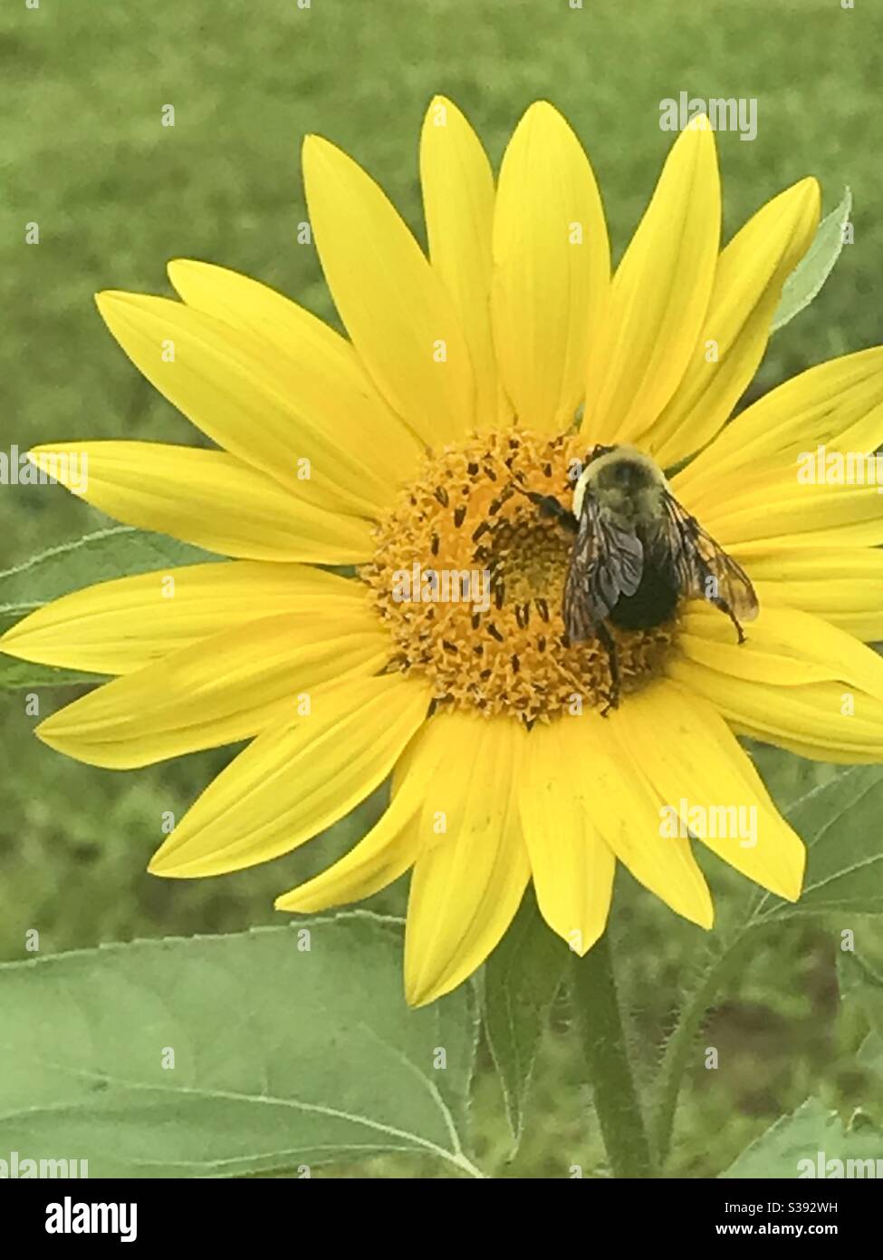Yellow flower and bumblebee hi-res stock photography and images - Alamy