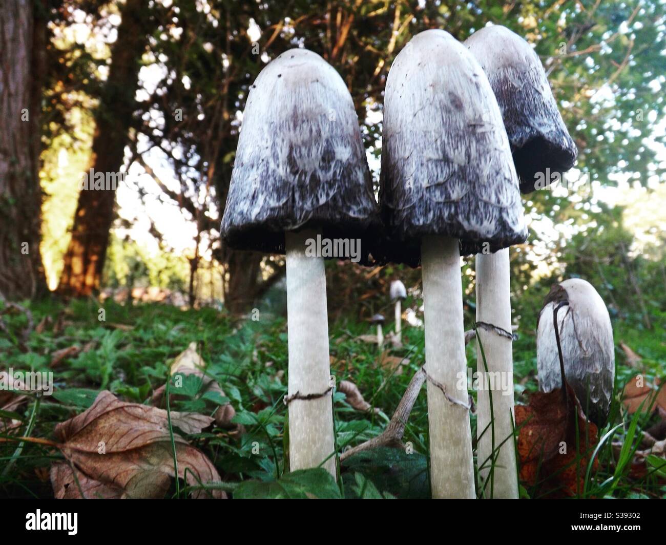 Uk mushrooms hi-res stock photography and images - Alamy
