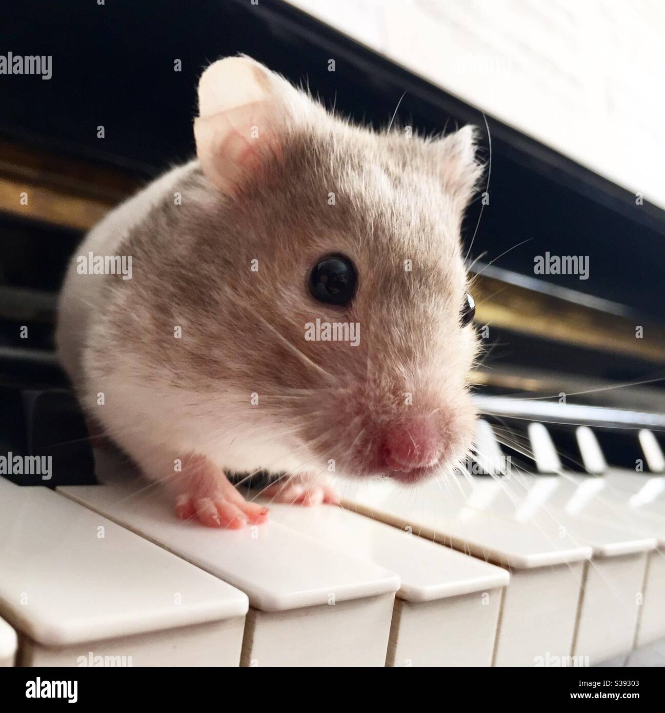 Sitting on piano hi-res stock photography and images - Alamy