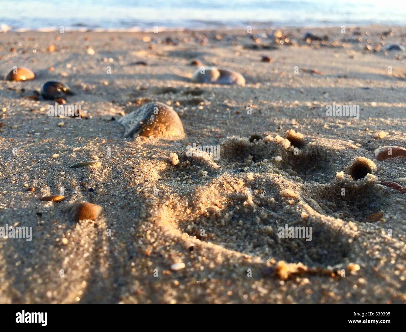 Paw print in sand hi-res stock photography and images - Alamy