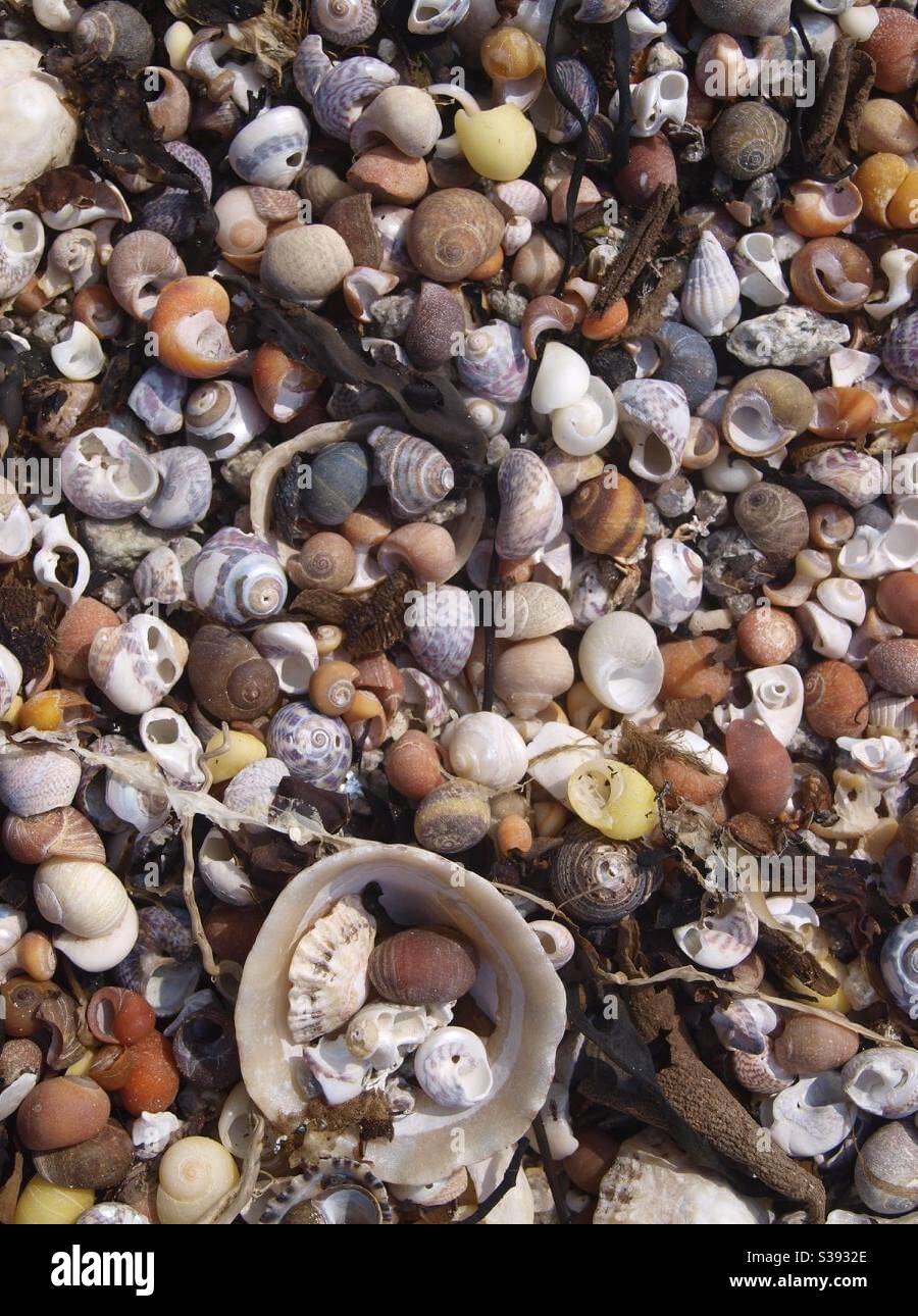 Multicoloured shells hi-res stock photography and images - Alamy