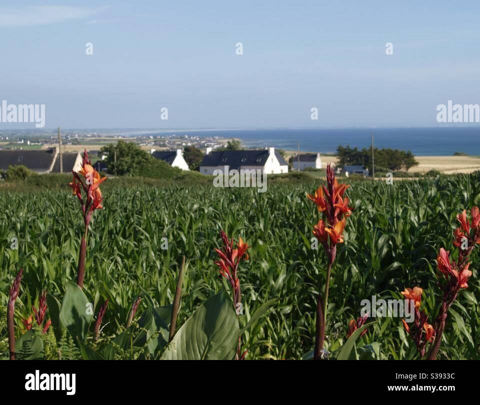 Canna fields hi-res stock photography and images - Alamy