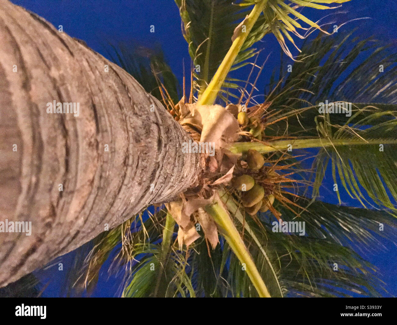 Palm tree vector hi-res stock photography and images - Alamy