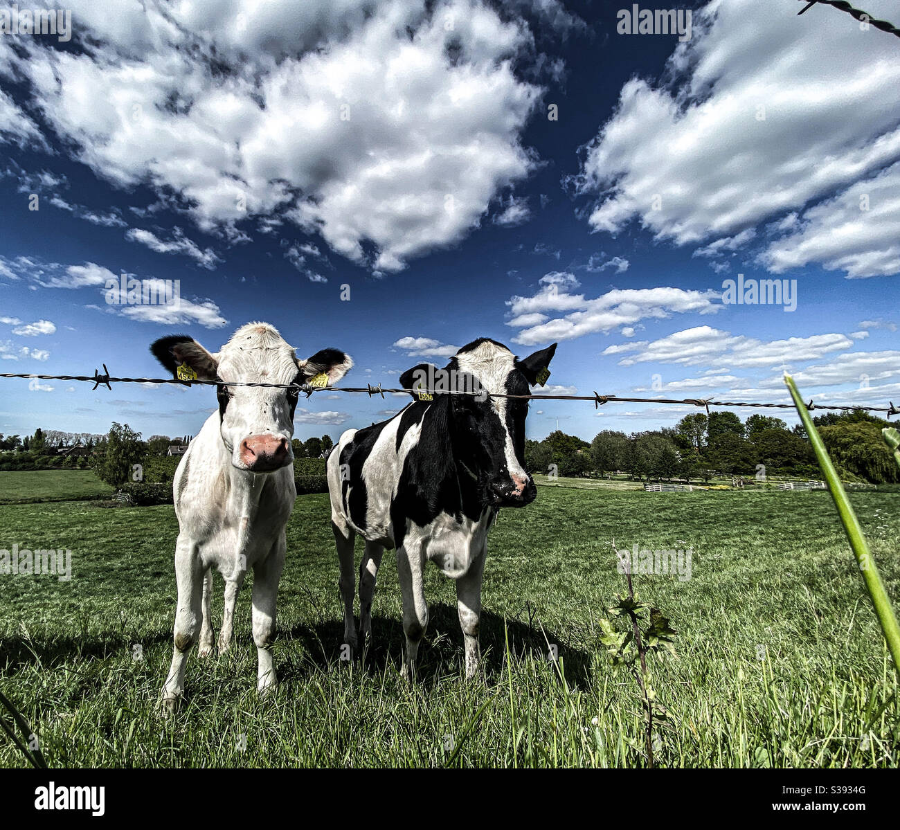 Two cows grazing Stock Photo - Alamy