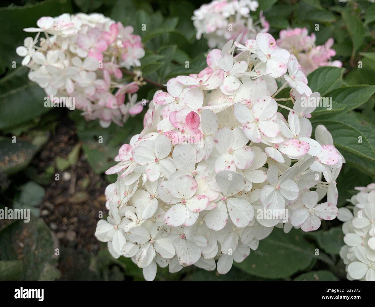 Pink hydrangeas hi-res stock photography and images - Alamy