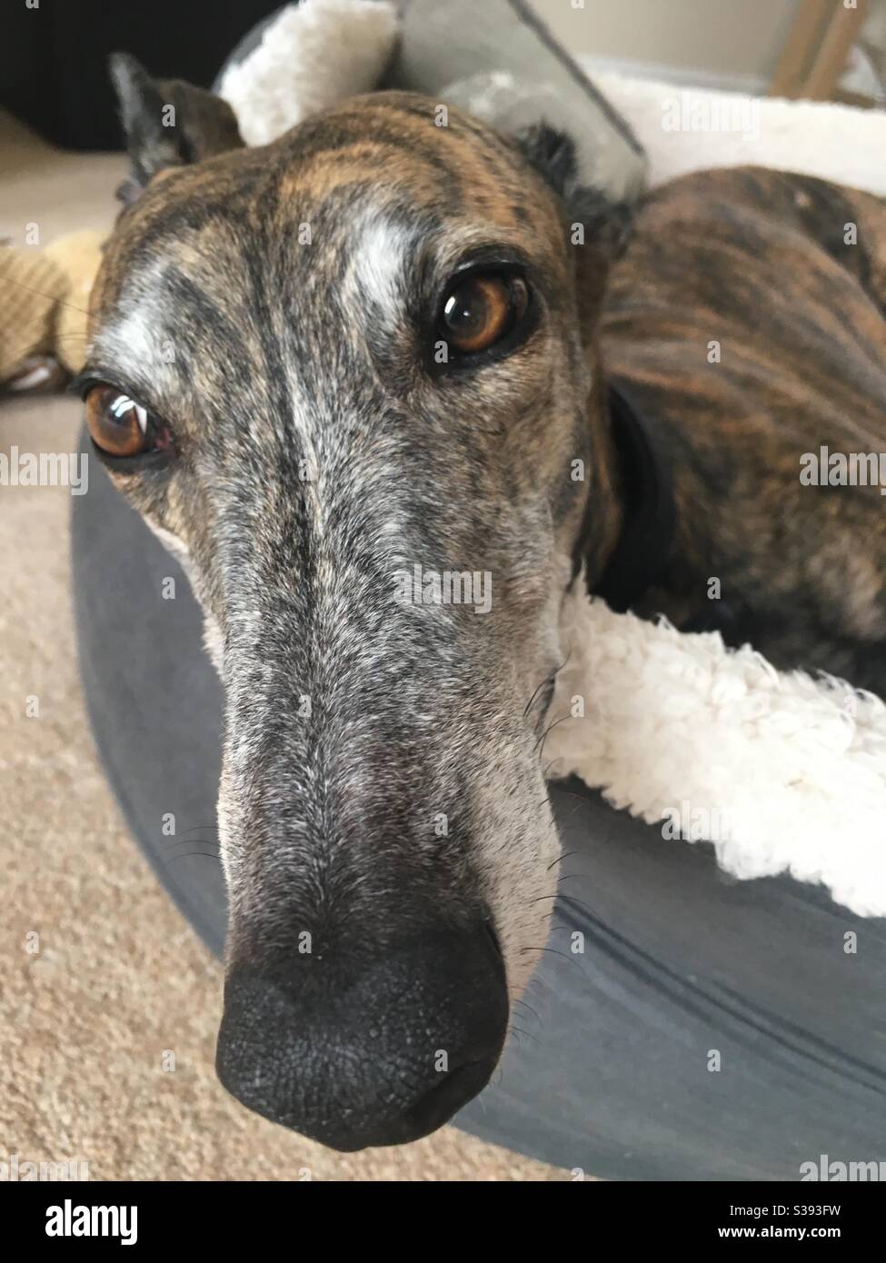 Greyhound bed hi-res stock photography and images - Alamy