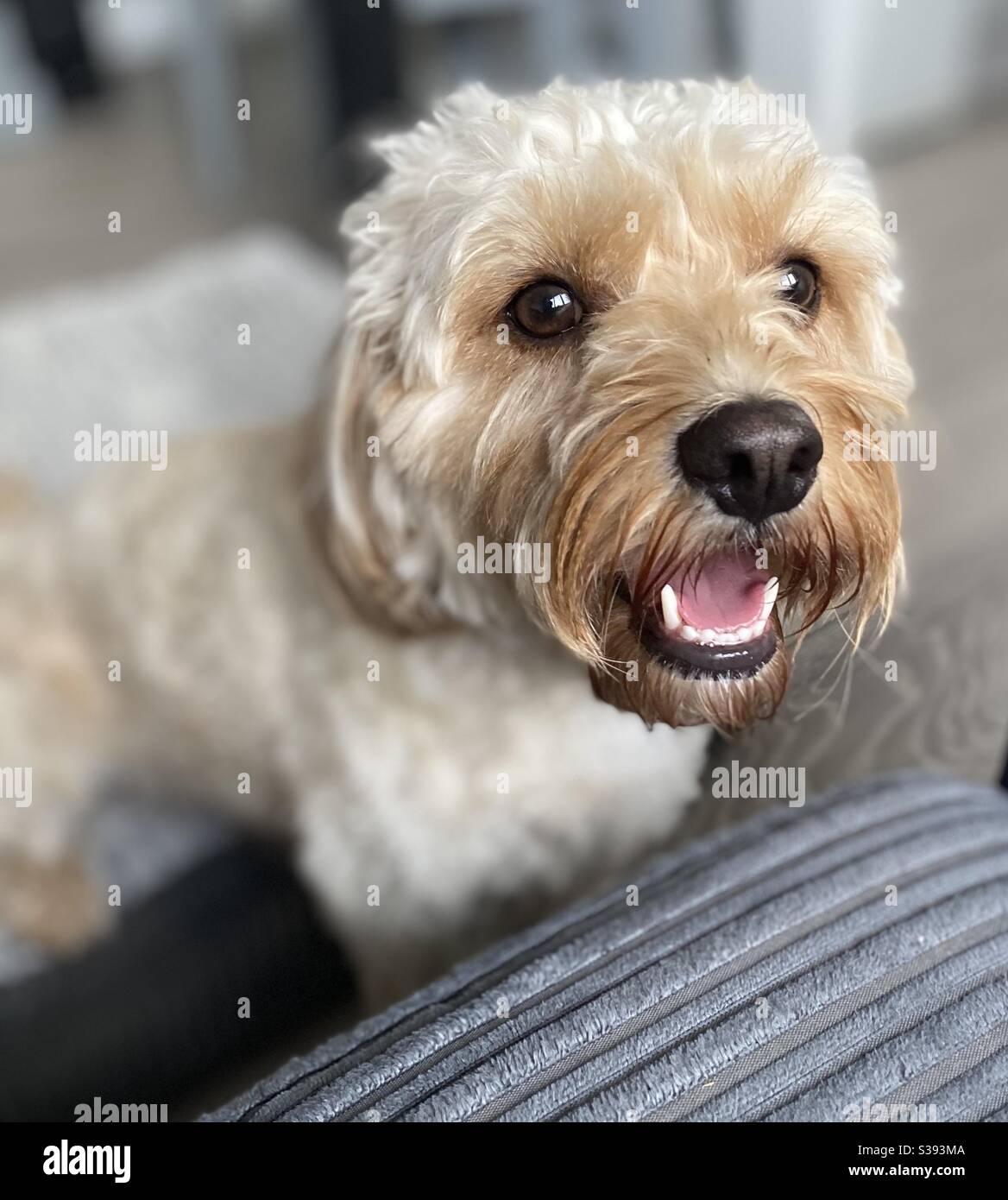 Cavapoo hi-res stock photography and images - Alamy