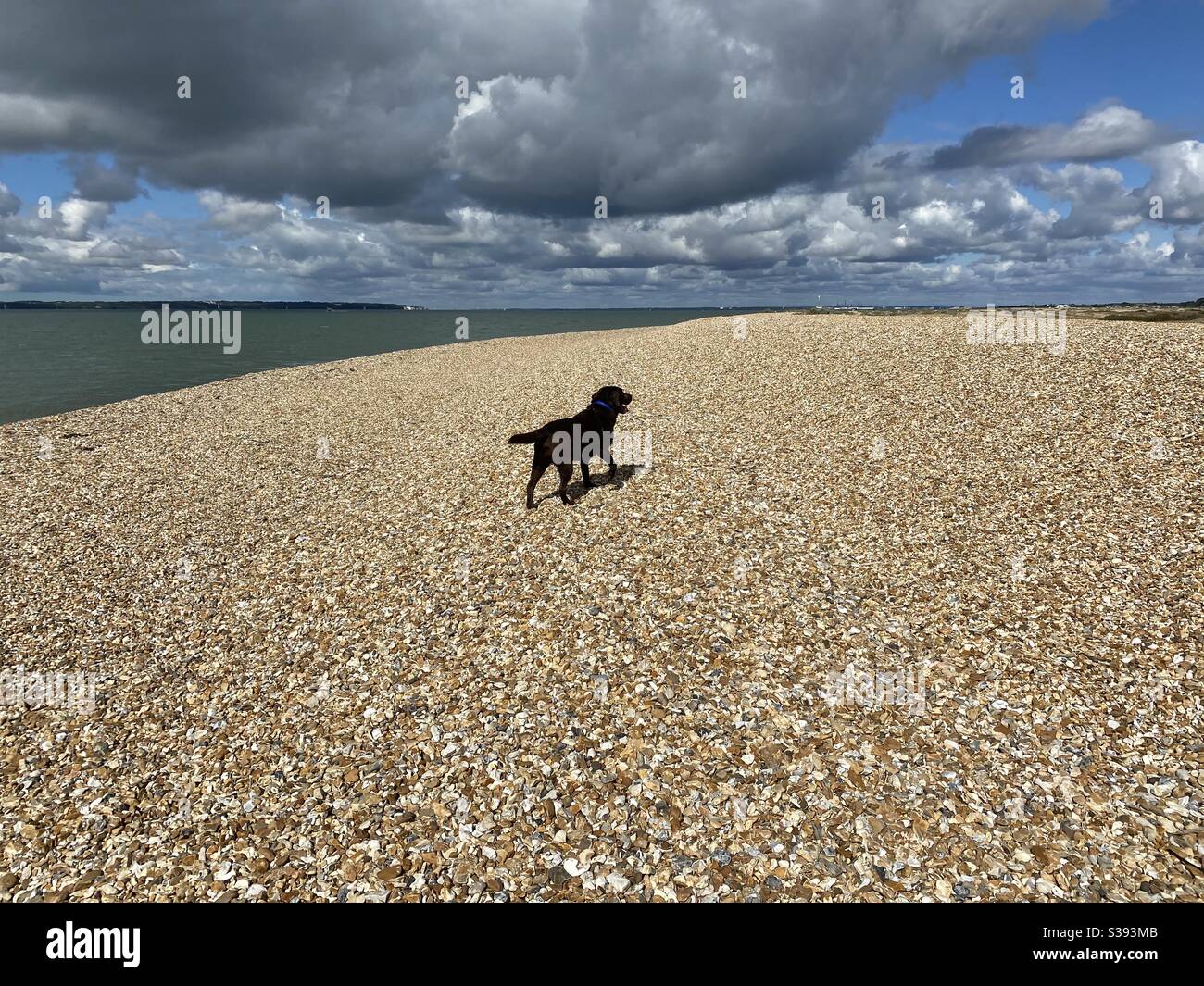 Labrador At The Beach High Resolution Stock Photography and Images - Alamy