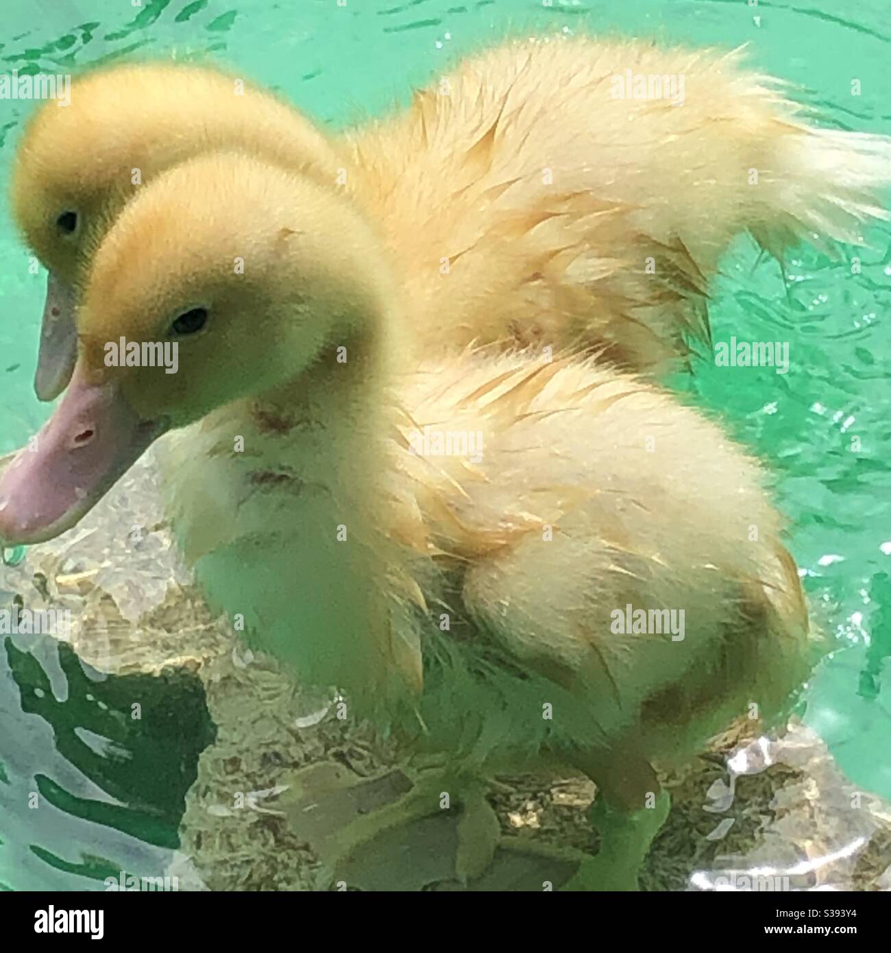 Baby swimming pool hi-res stock photography and images - Alamy