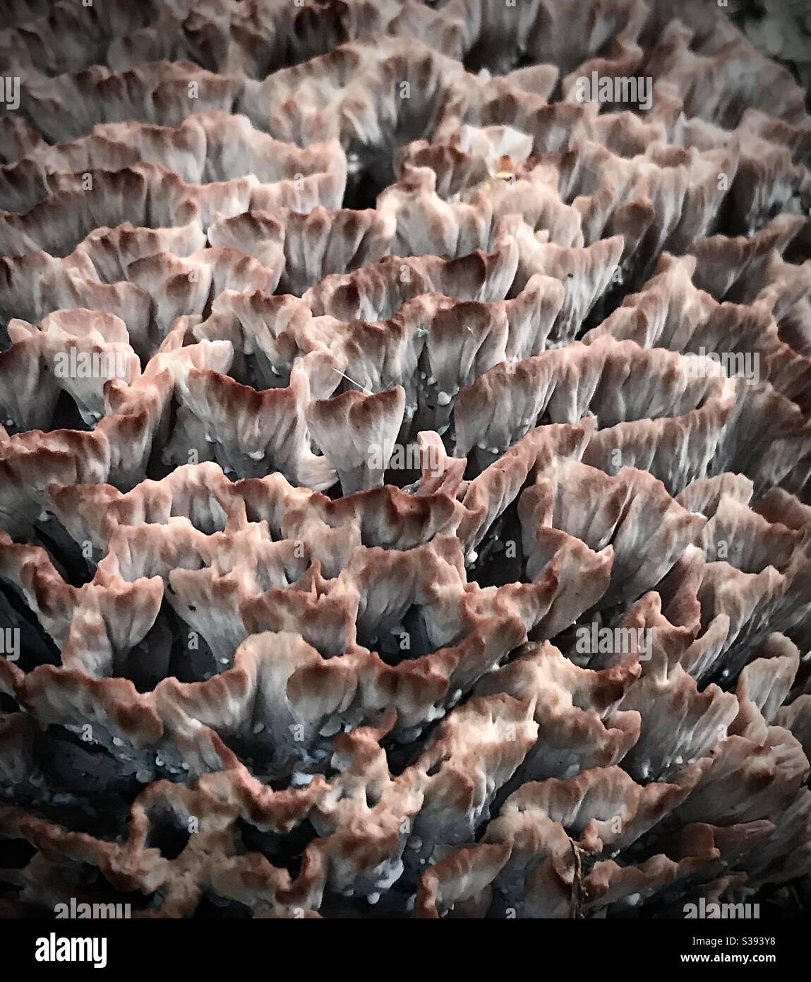 Fungi under oak tree hi-res stock photography and images - Alamy