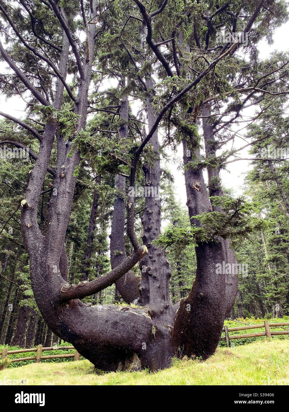 Octopus tree hi-res stock photography and images - Alamy