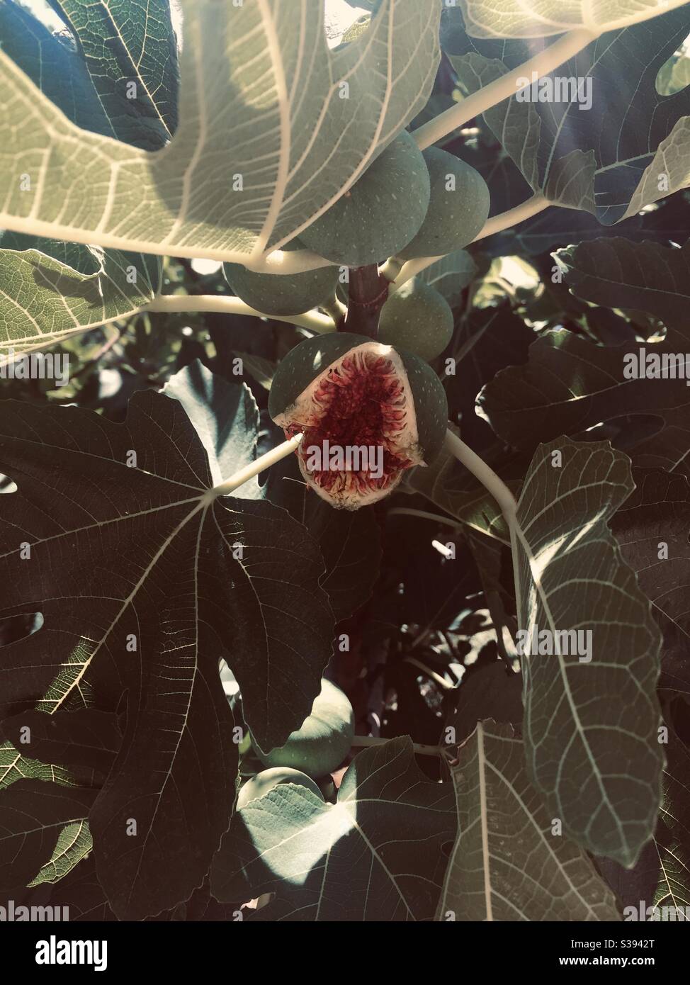 Fig tree fruit hi-res stock photography and images - Alamy