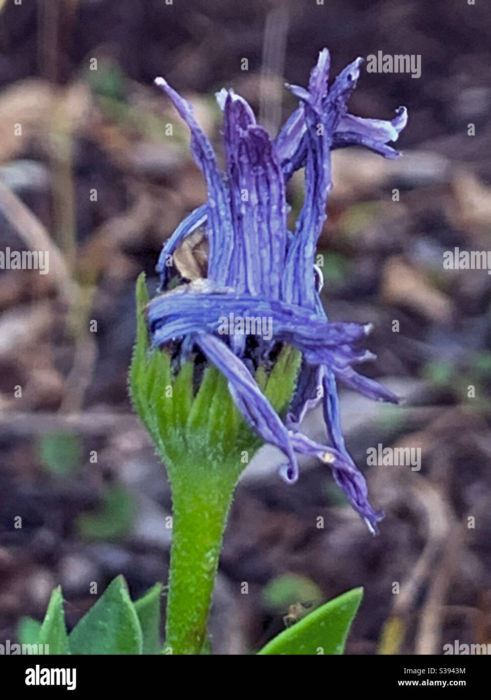 Dead daisy hi-res stock photography and images - Alamy