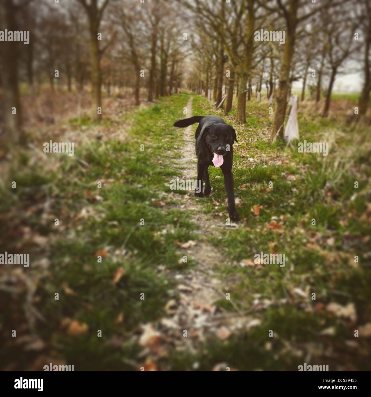 Walking in the woods with my faithful black Labrador Pablo Stock Photo ...