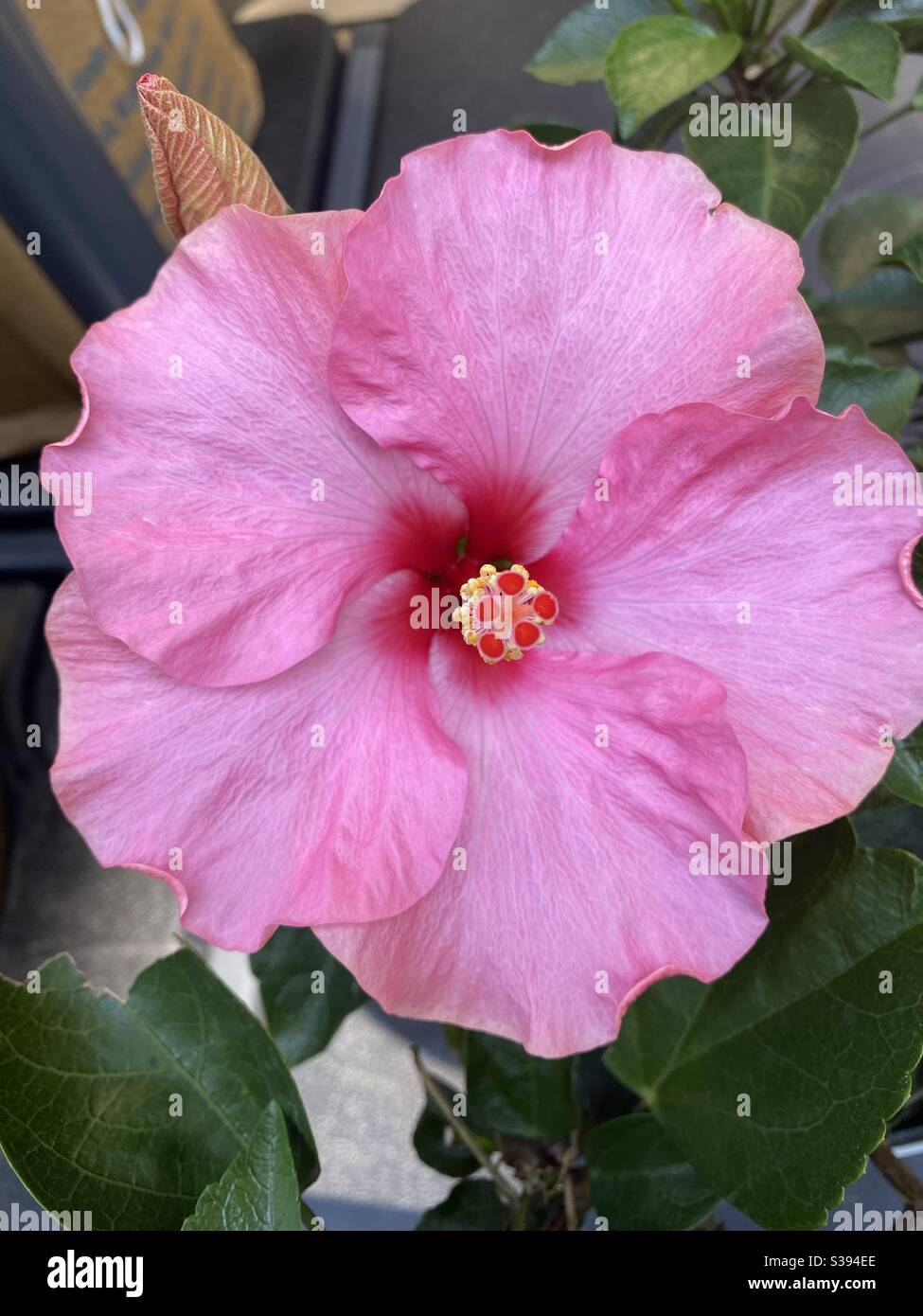 Pretty hibiscus hi-res stock photography and images - Alamy