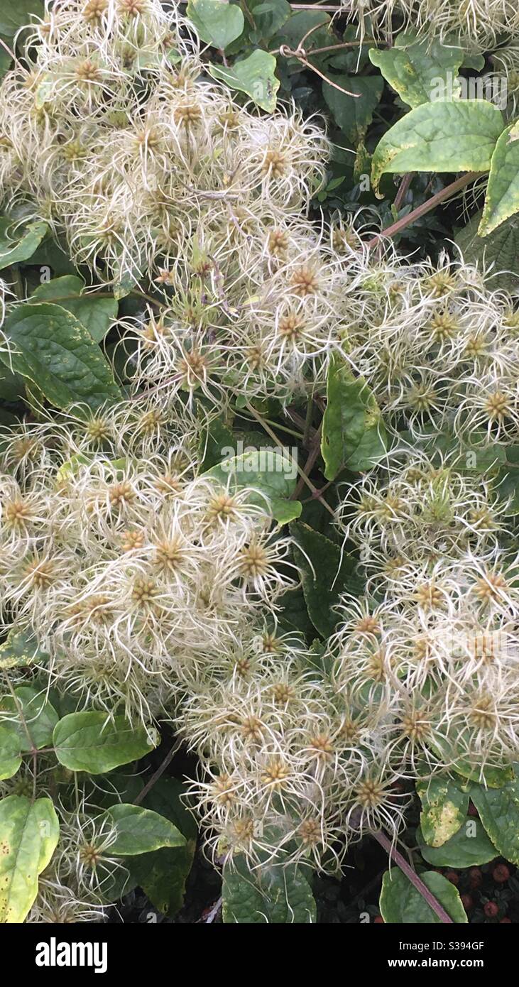 Evergreen clematis hi-res stock photography and images - Alamy