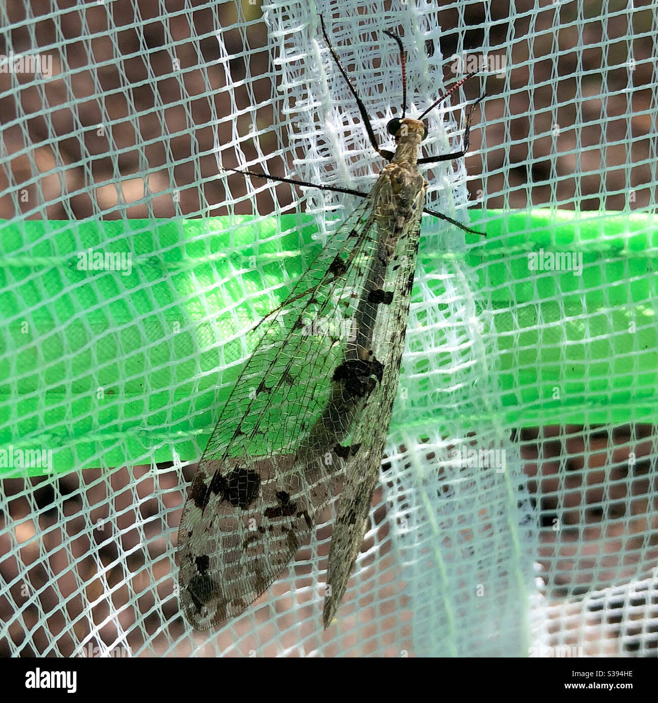 Winged bug hi-res stock photography and images - Alamy