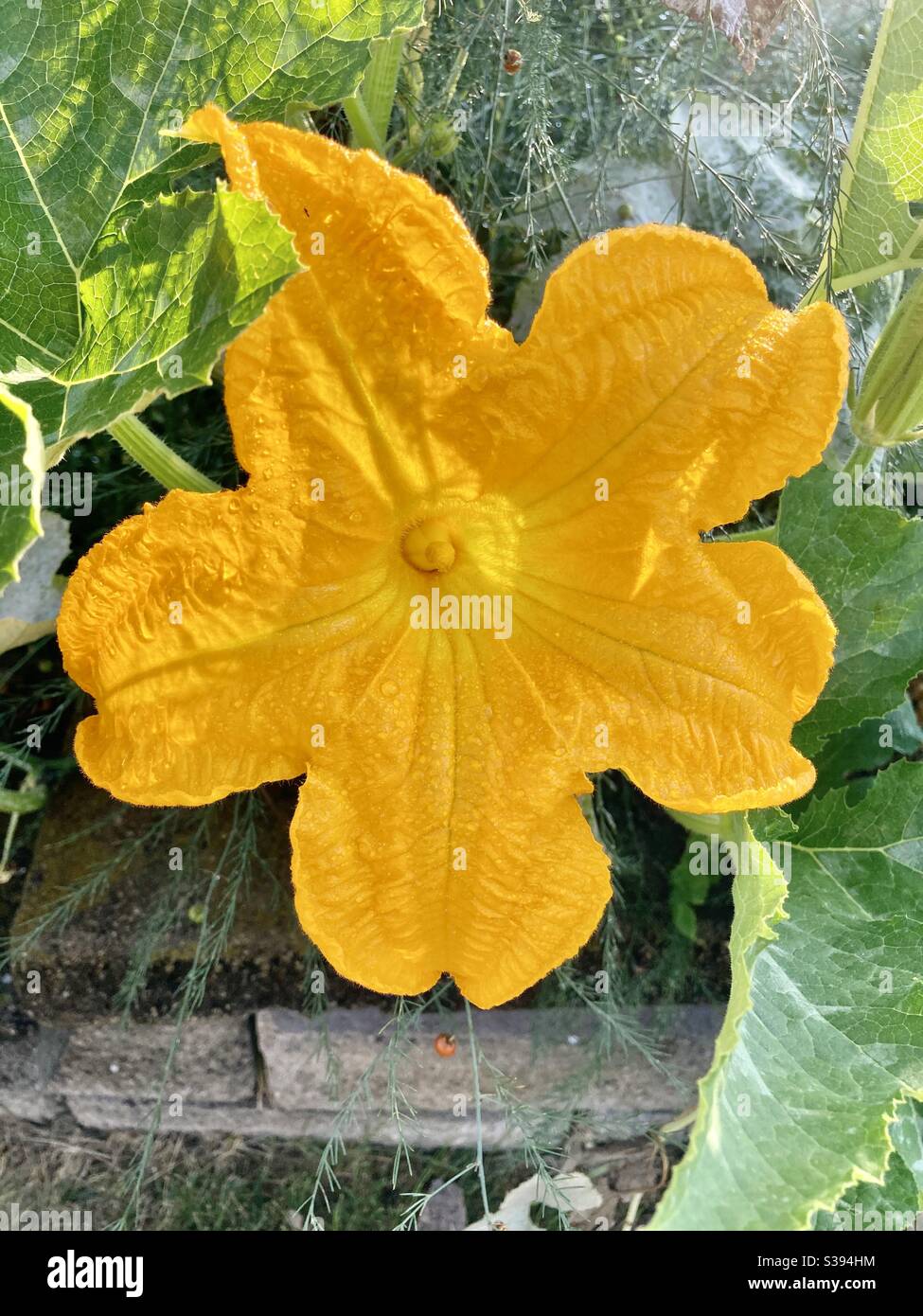 Large squash blossom Stock Photo - Alamy