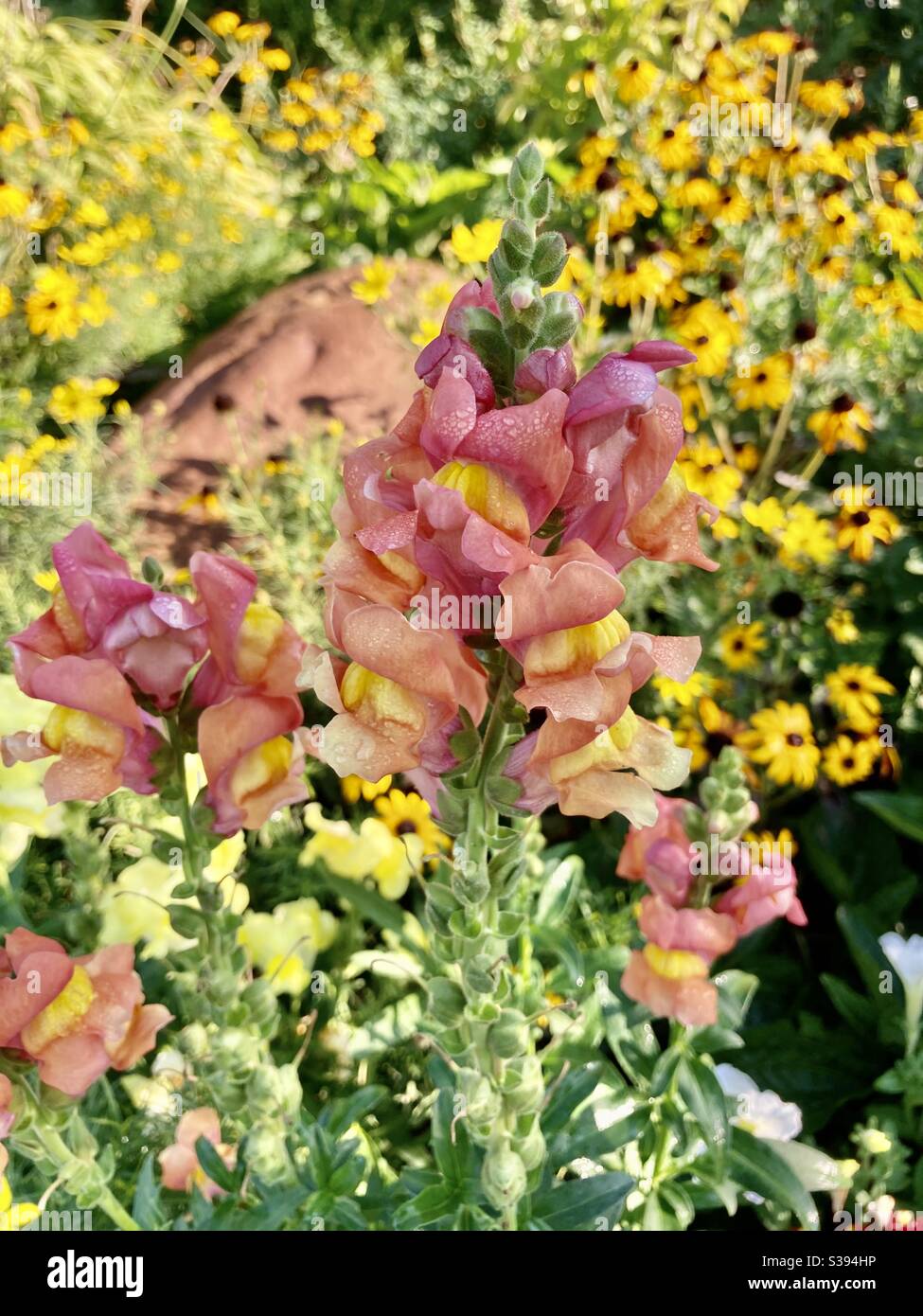 Snapdragons hi-res stock photography and images - Alamy