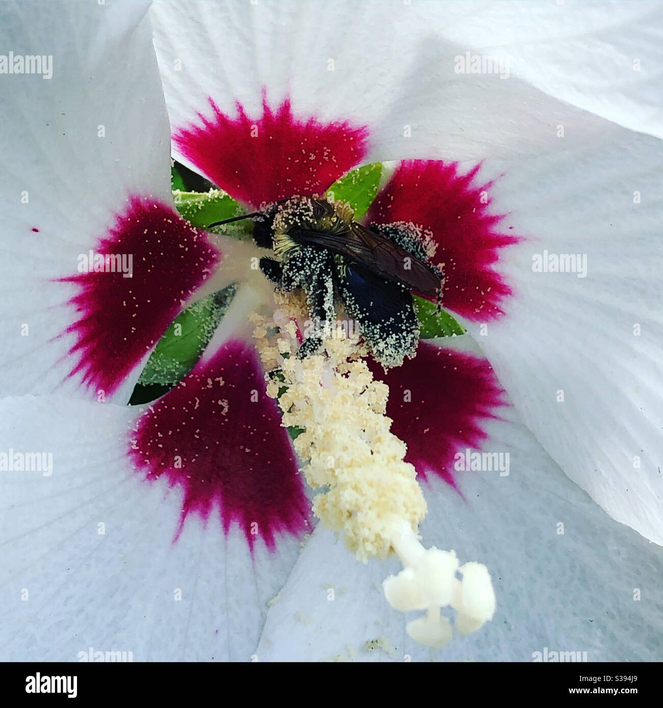Pollen of hibiscus hi-res stock photography and images - Alamy