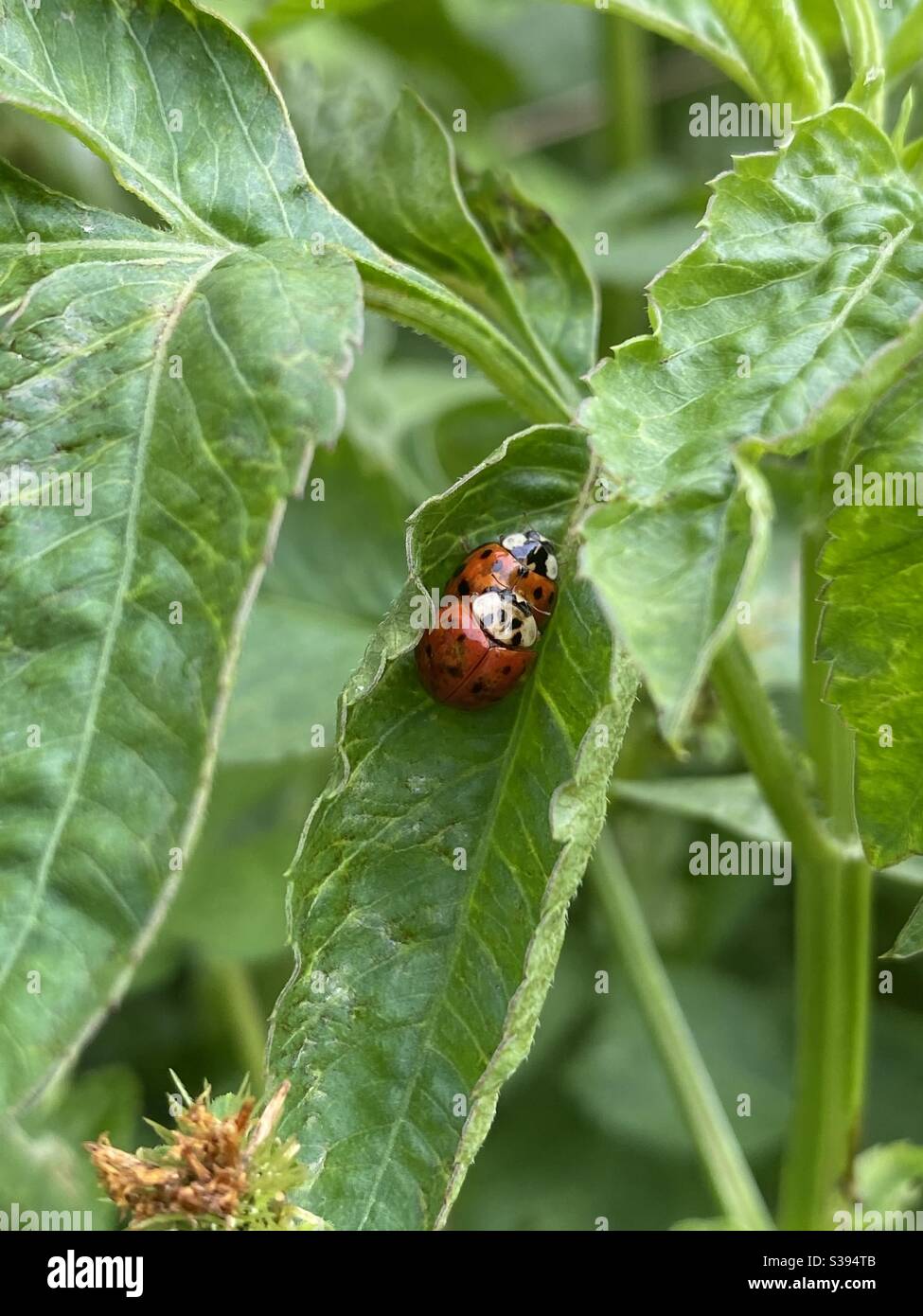 Ladybugs mating on green forest plants Stock Photo - Alamy